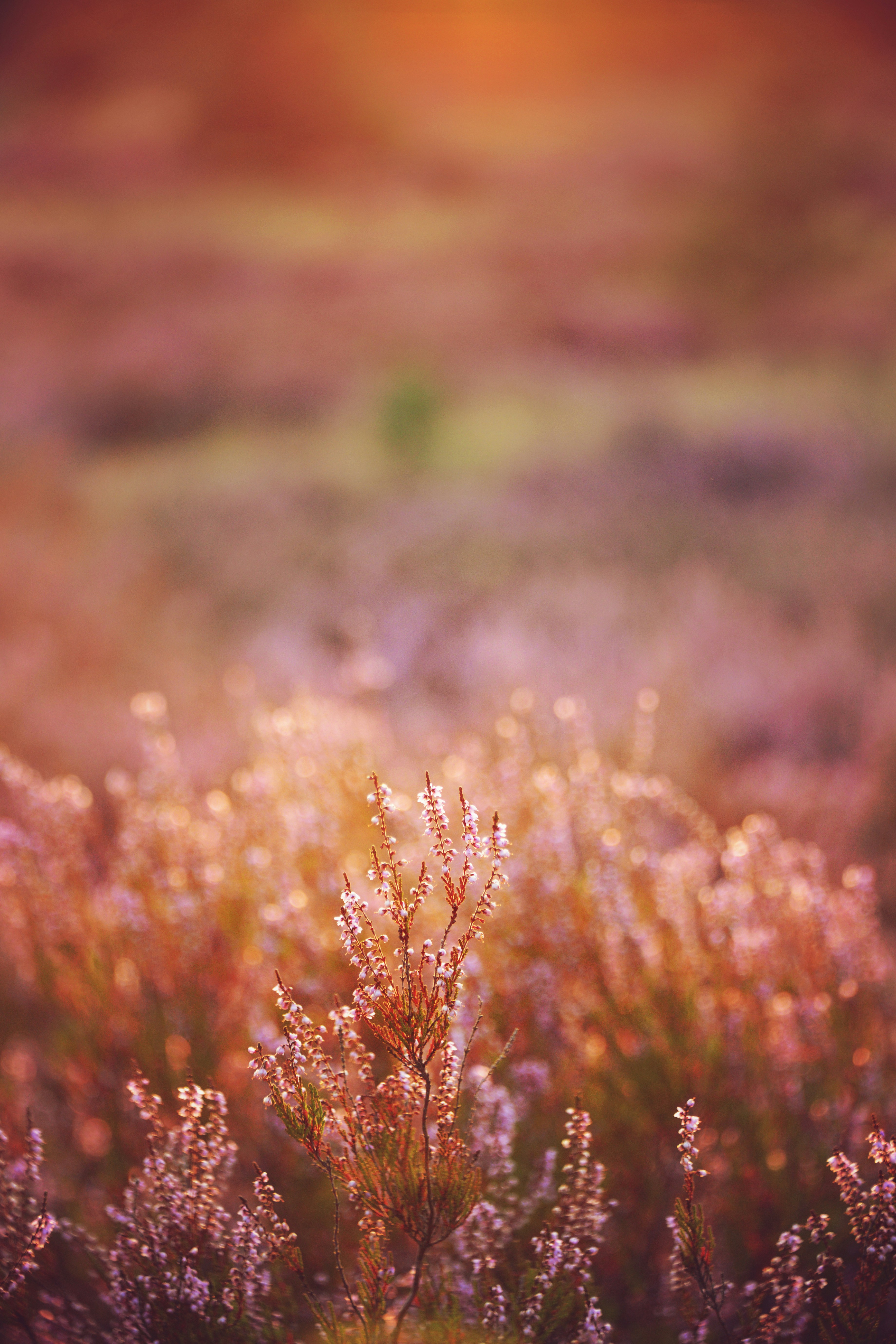Amber Dusk over Velvet Heather: A Quiet Meadow of Blushing Stems