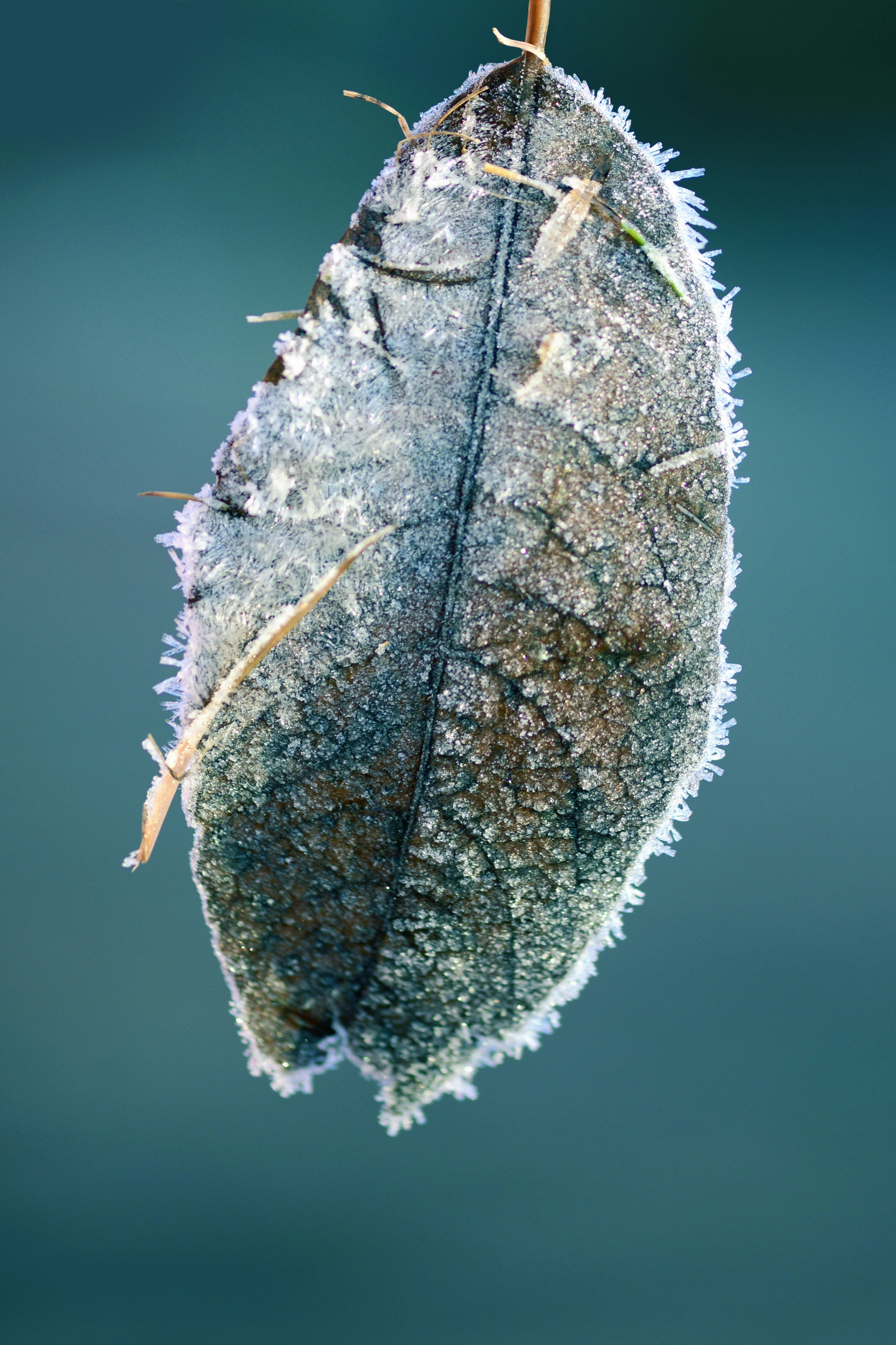 a close-up of a leaf