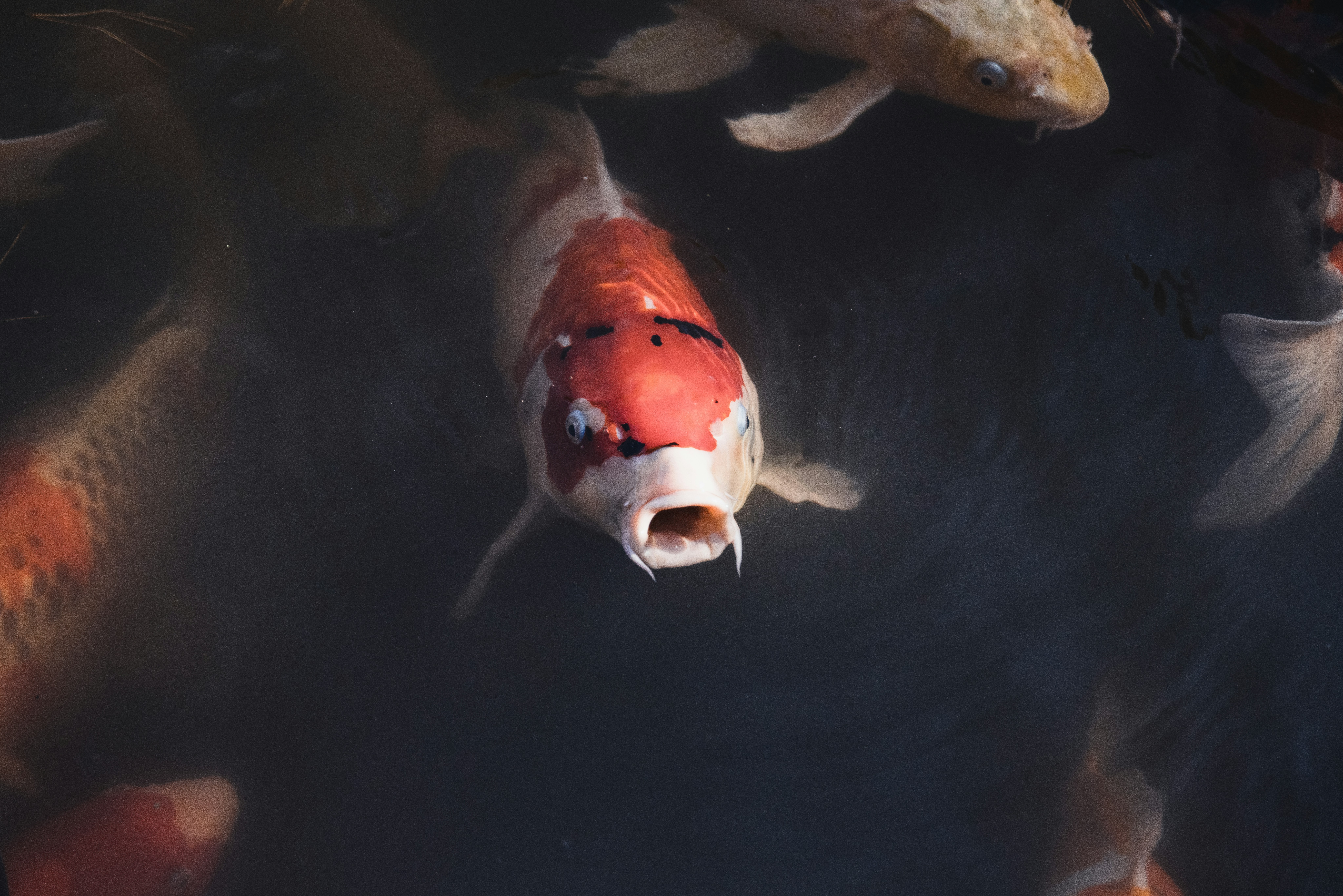 A vibrant koi fish with striking red and white patterns emerges from the depths, surrounded by its companions in a tranquil pond.