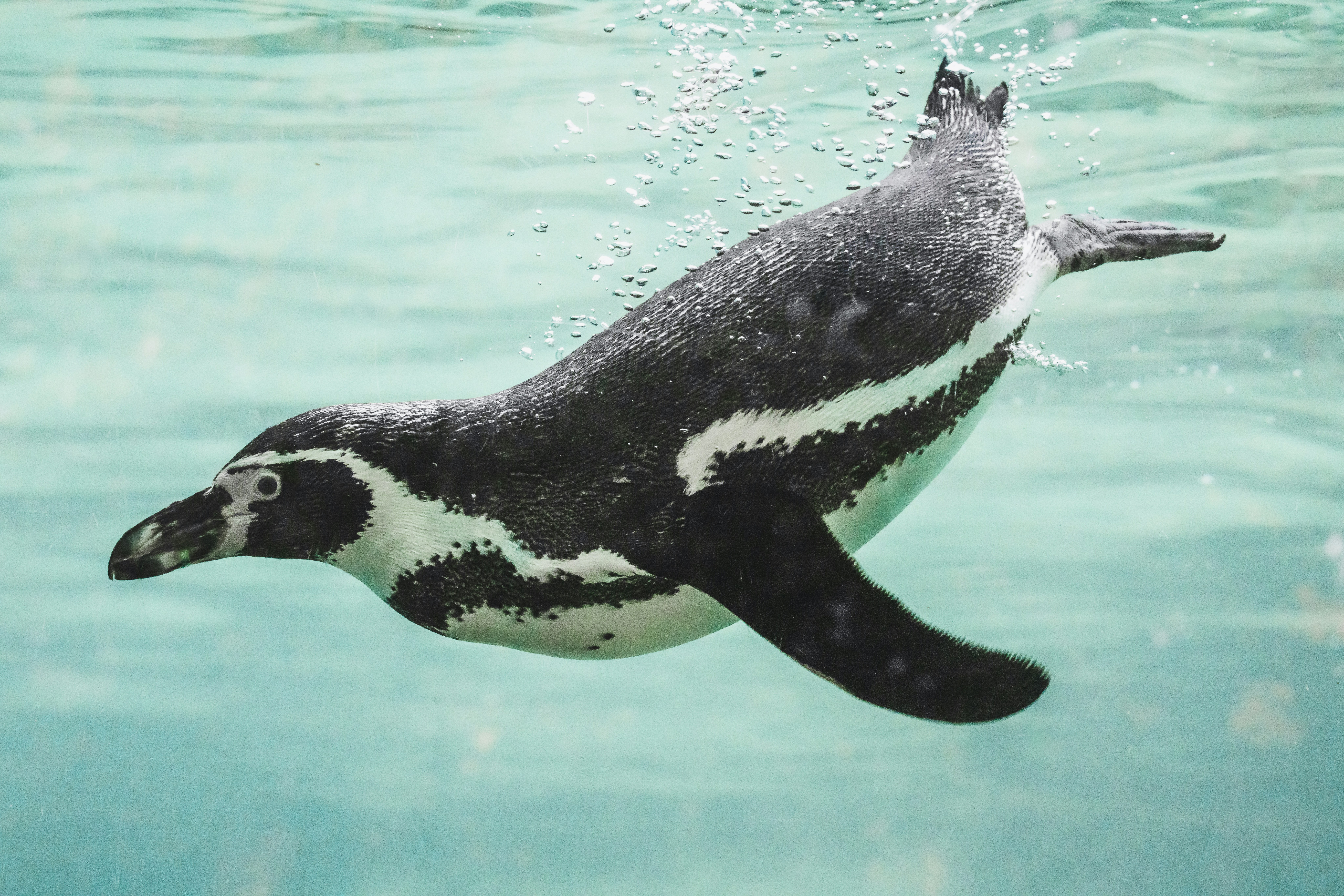 A penguin swimming in water photo – Free Penguin Image on Unsplash