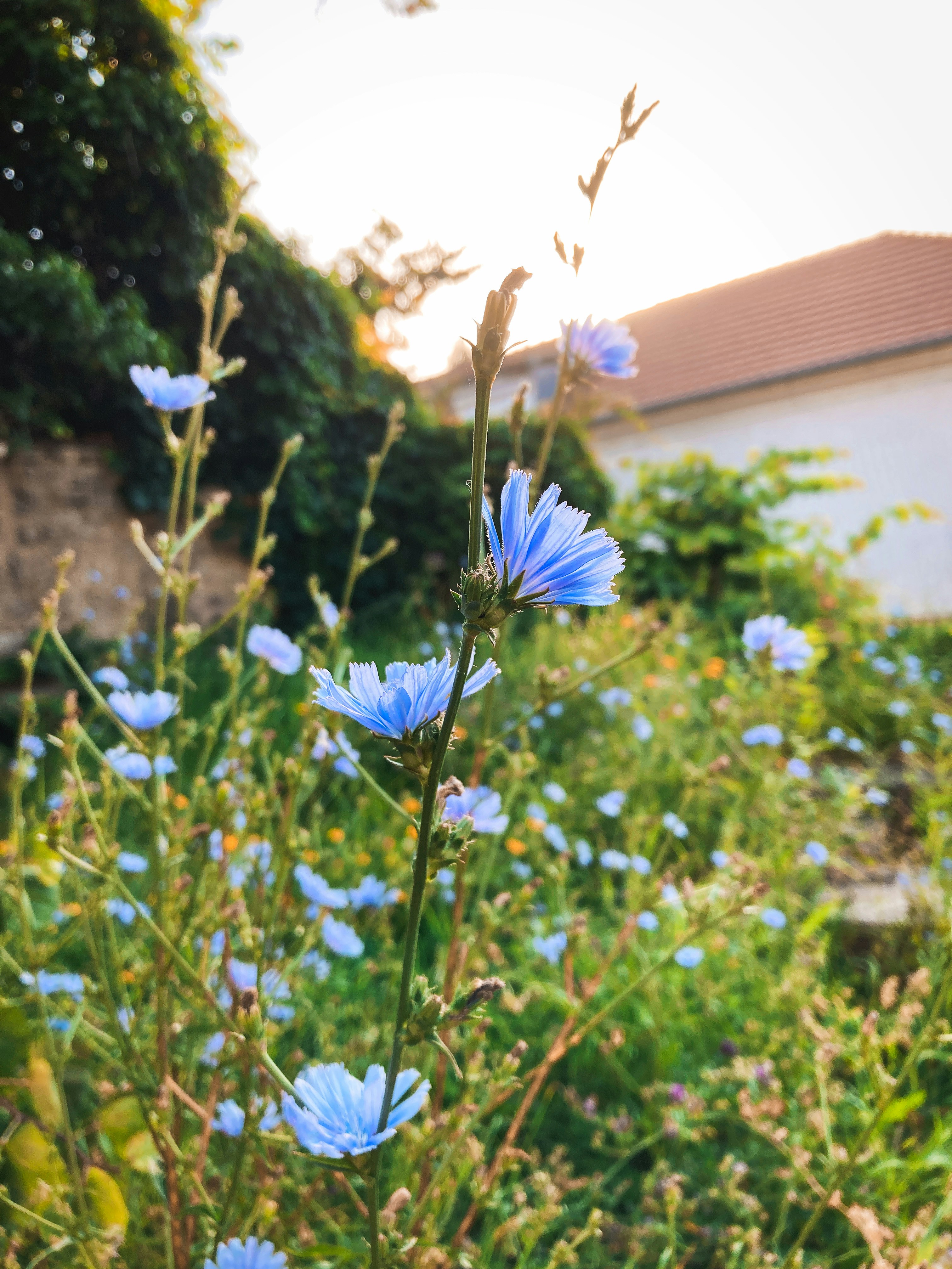 Azure Chicory in Golden Hour: A Quiet Garden Portrait