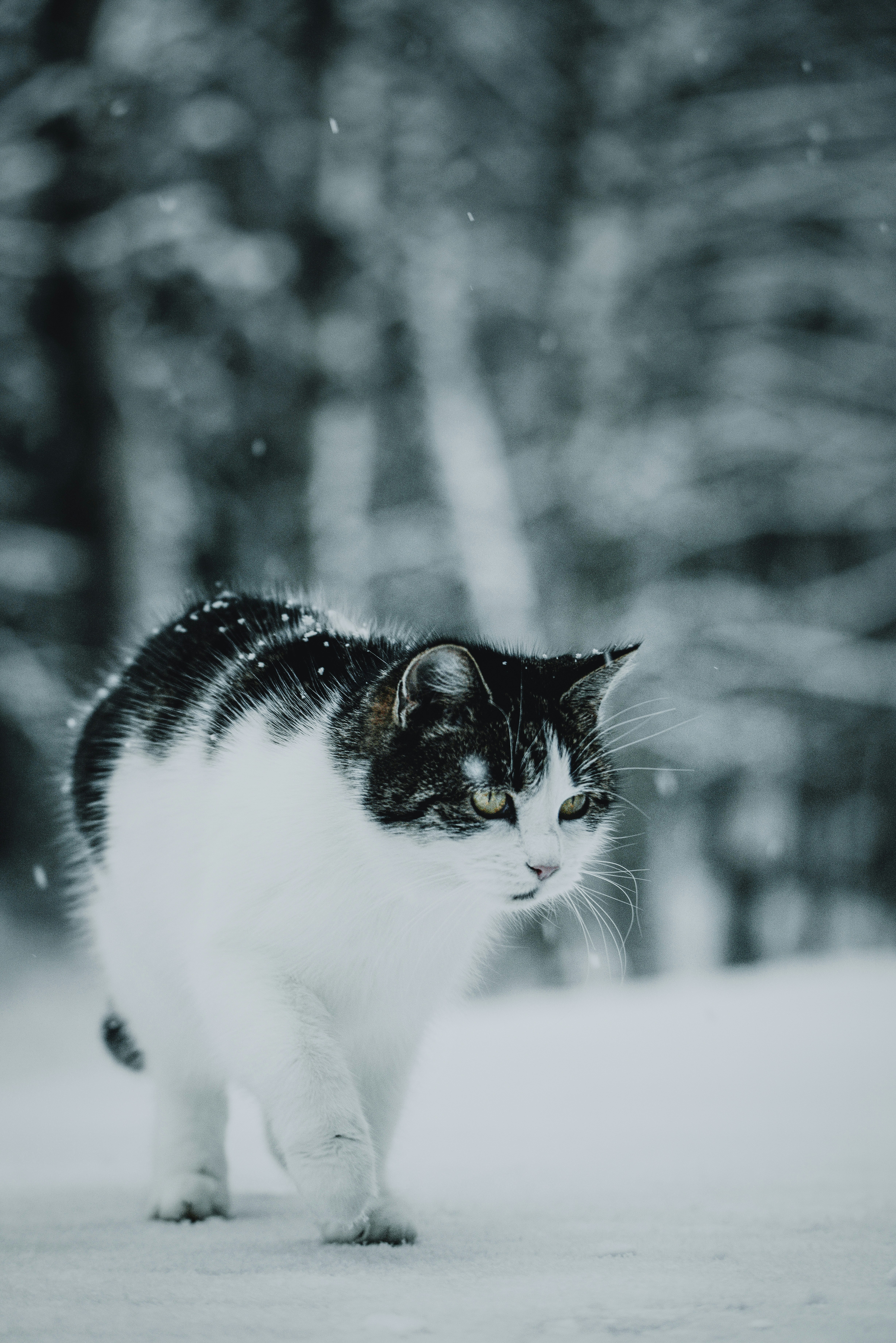 Snowy Gaze: A Curious Cat Traverses a Silent Winter Clearing