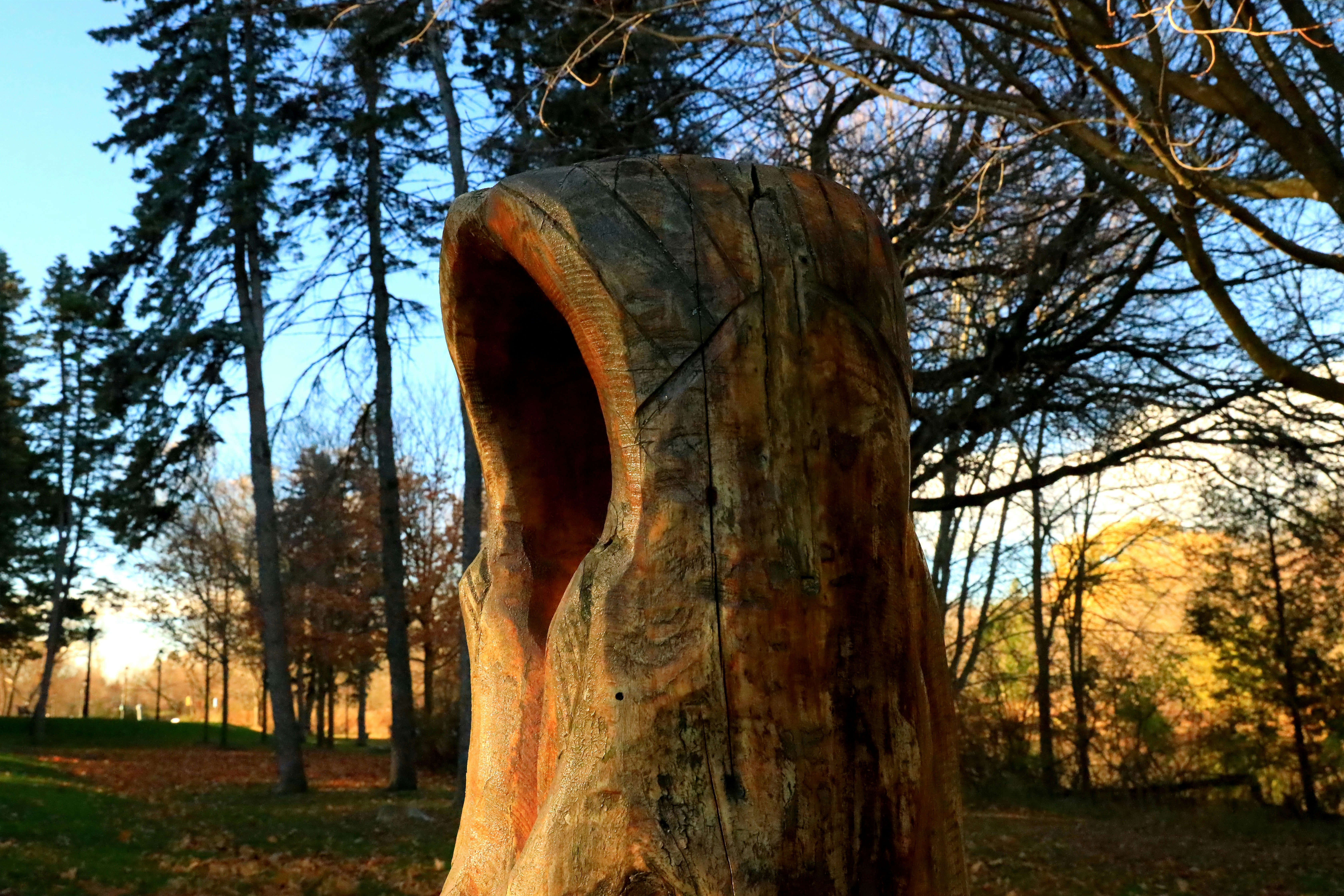 A large tree trunk photo – Free Tree Image on Unsplash