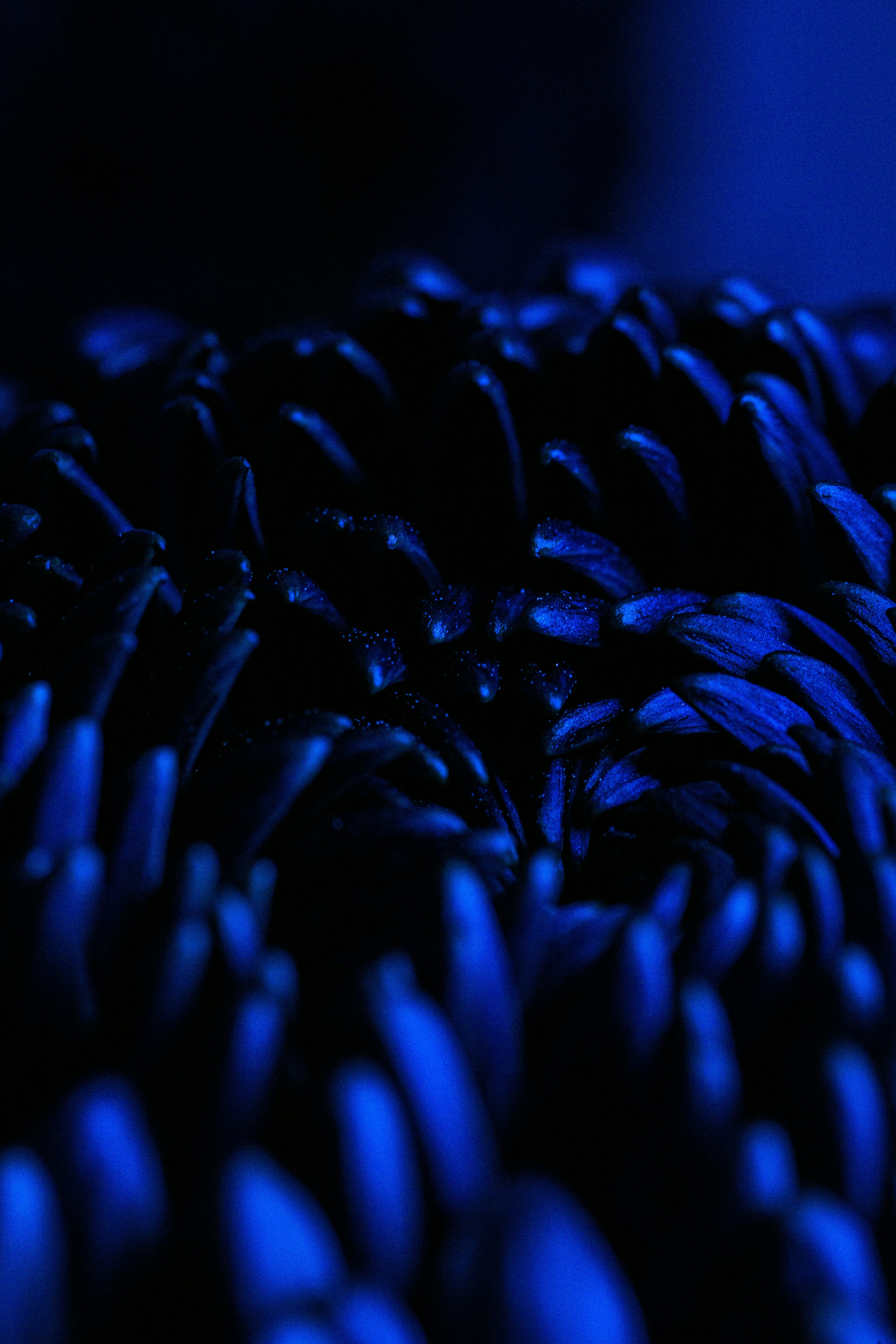 A close up of a blue flower photo – Free Blue Image on Unsplash