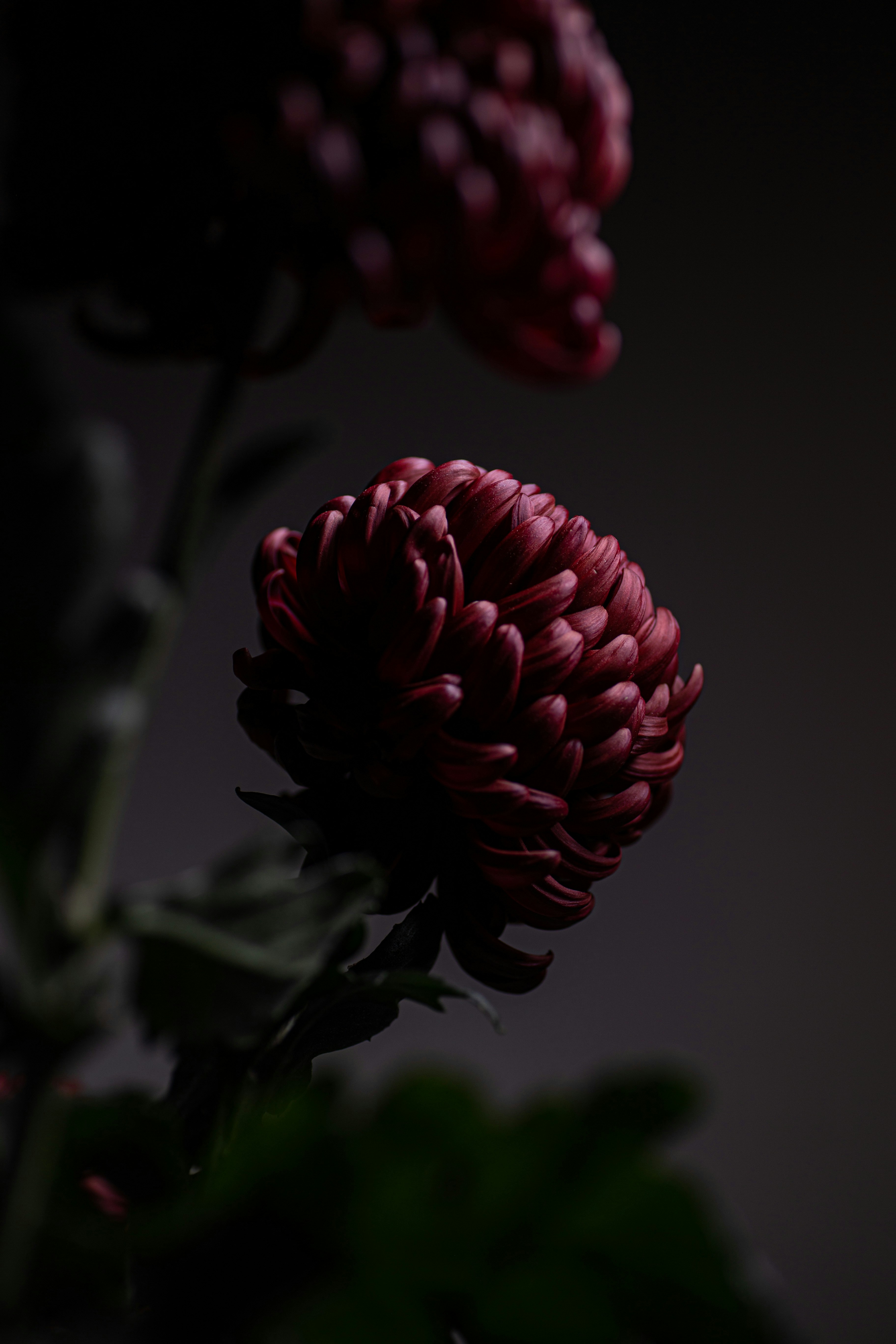 Crimson Chrysanthemum in Velvet Darkness