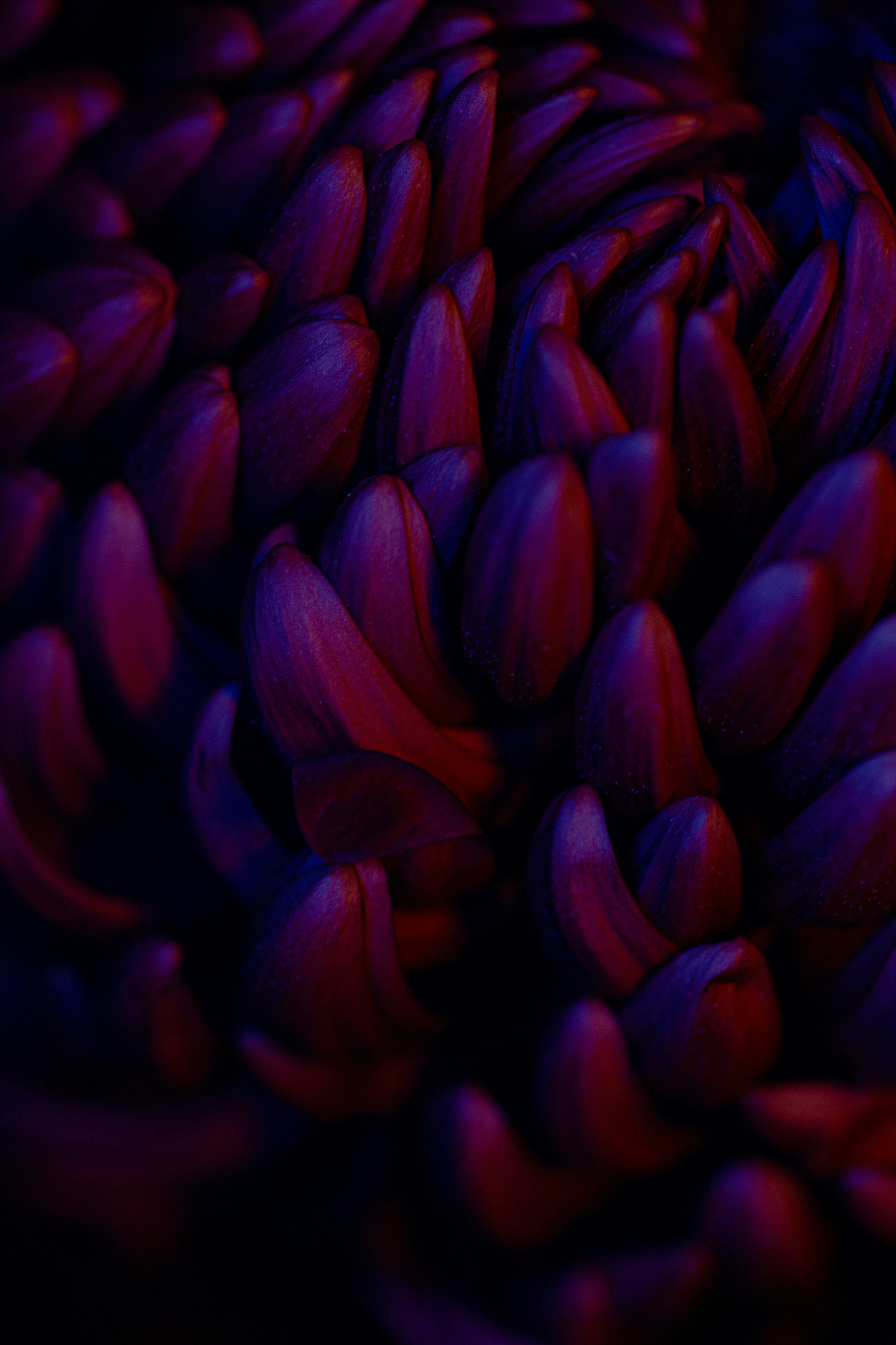a close up of a flower