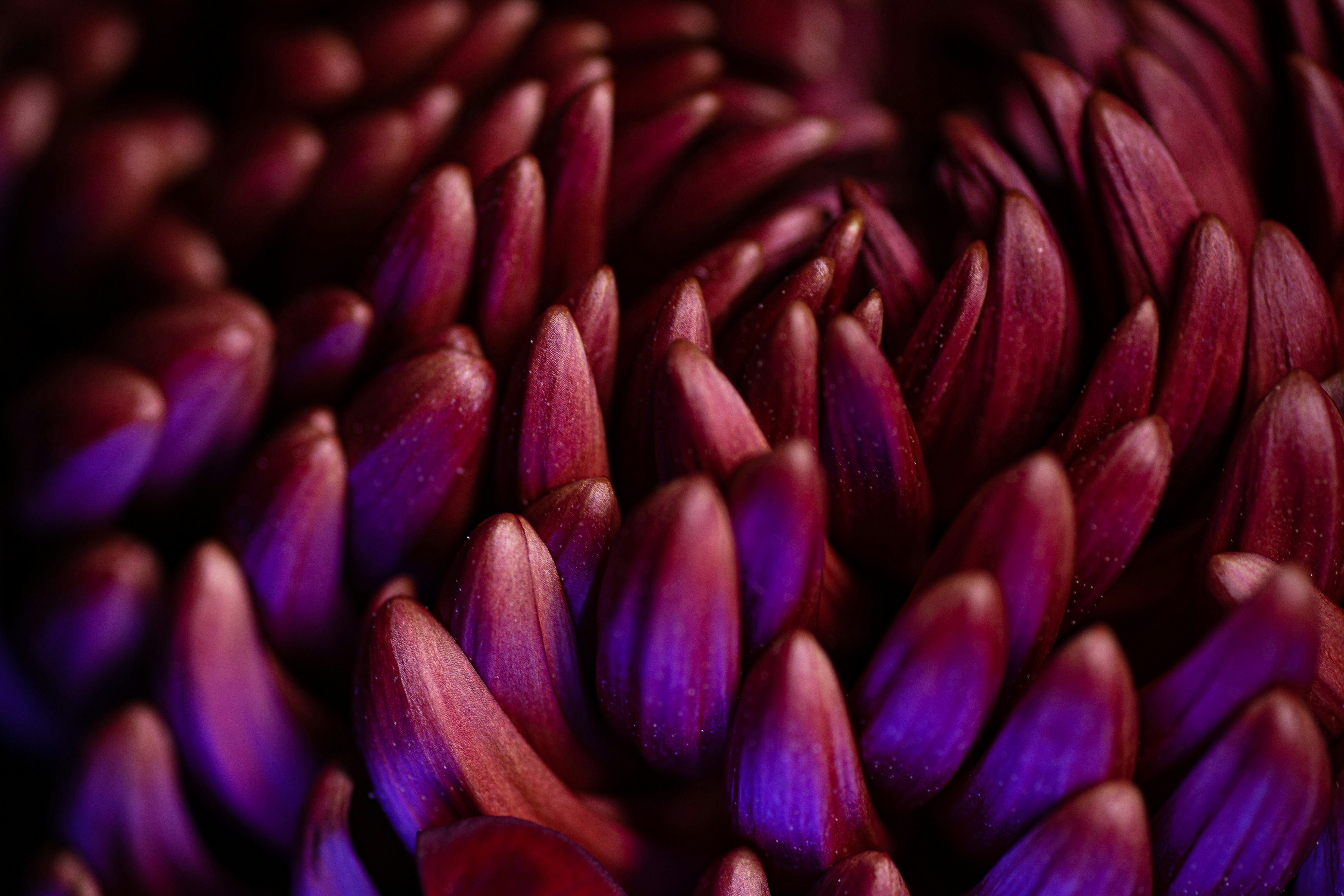 Velvet Macro: Iridescent Purple Petals in Quiet Shadow