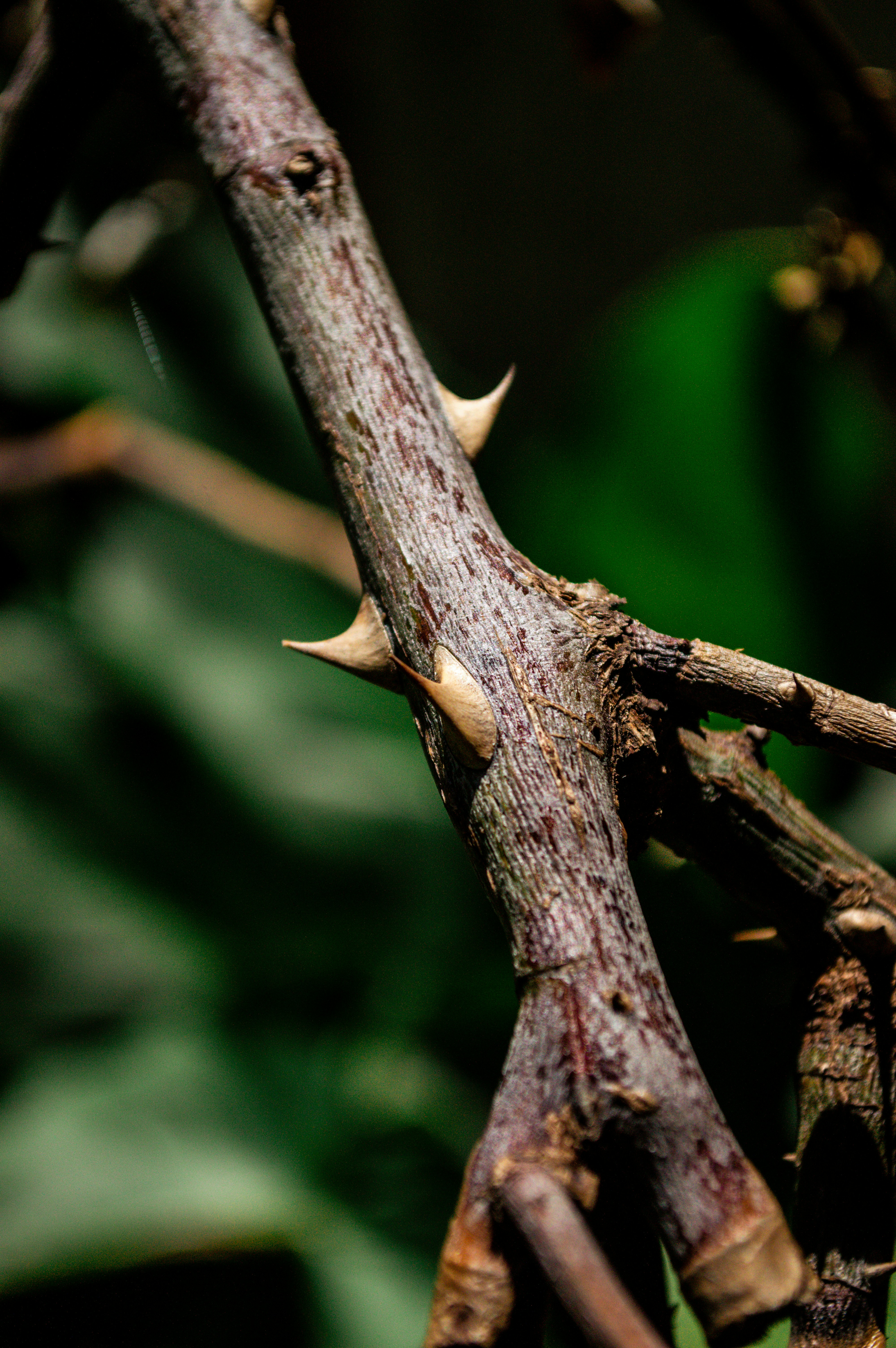 Spines in Focus: A Macro Study of Bark and Needle-Like Thorns