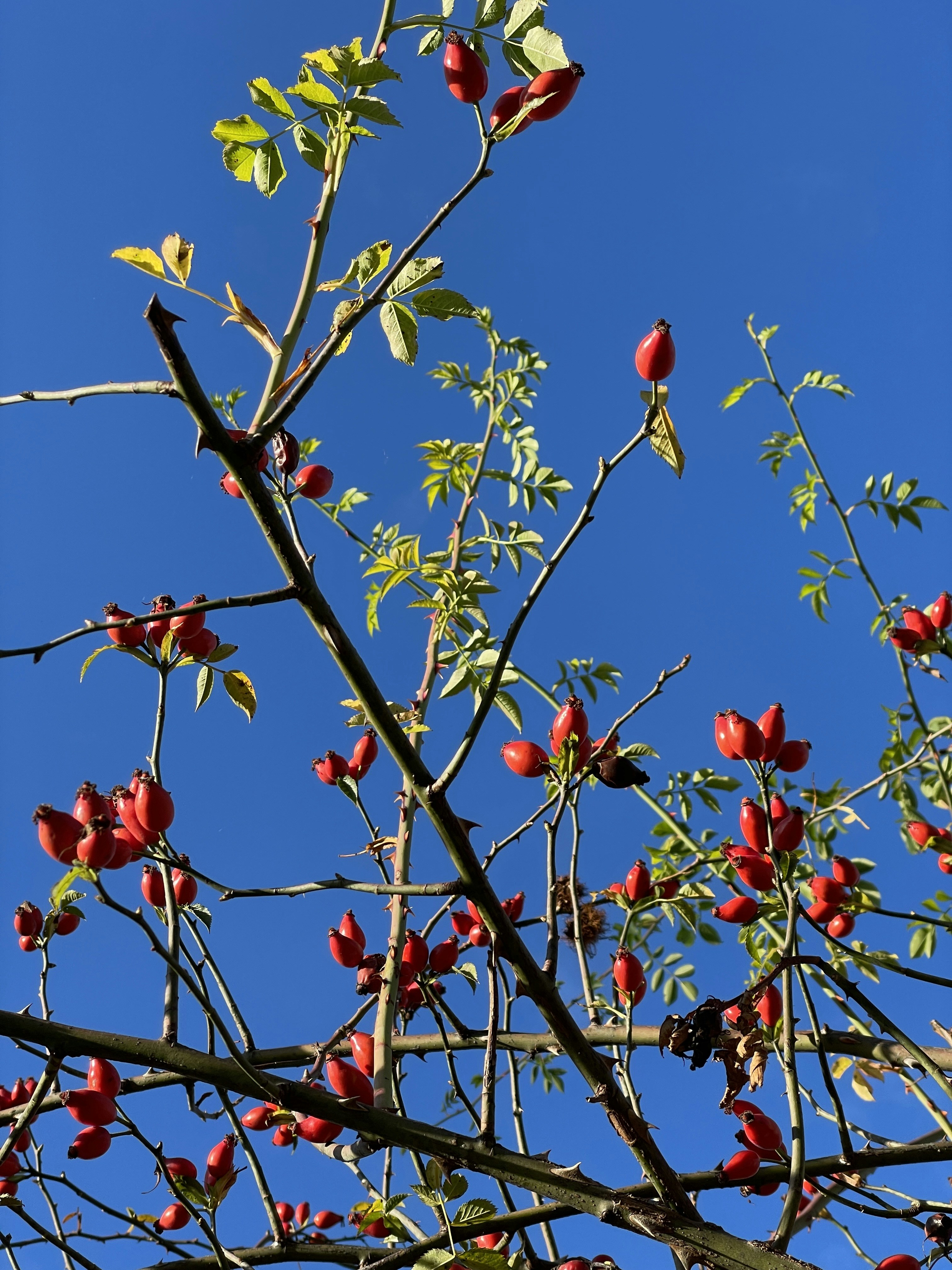 Bright red berries contrast vividly with lush green leaves under a clear blue sky.