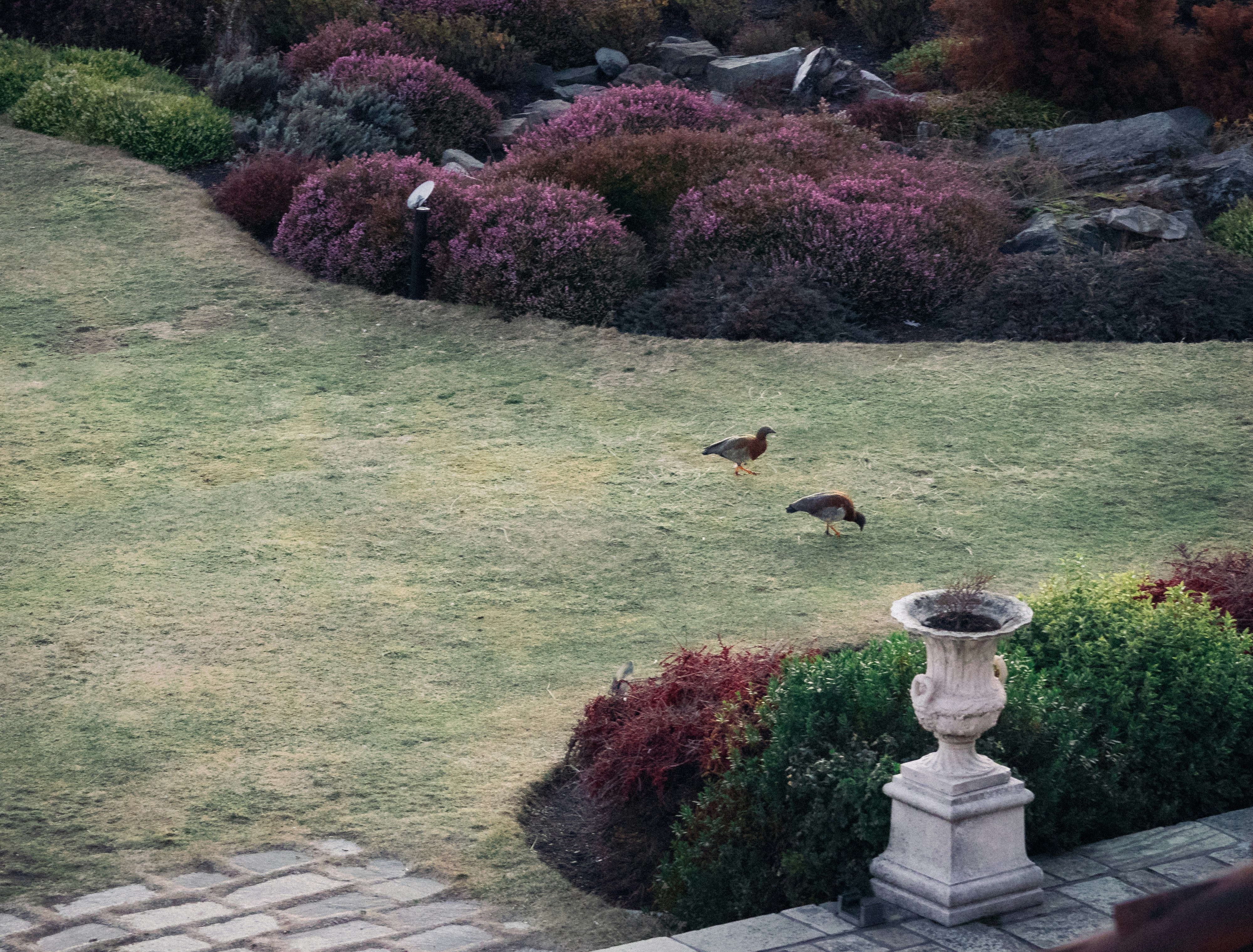 a couple of deer in a grassy field
