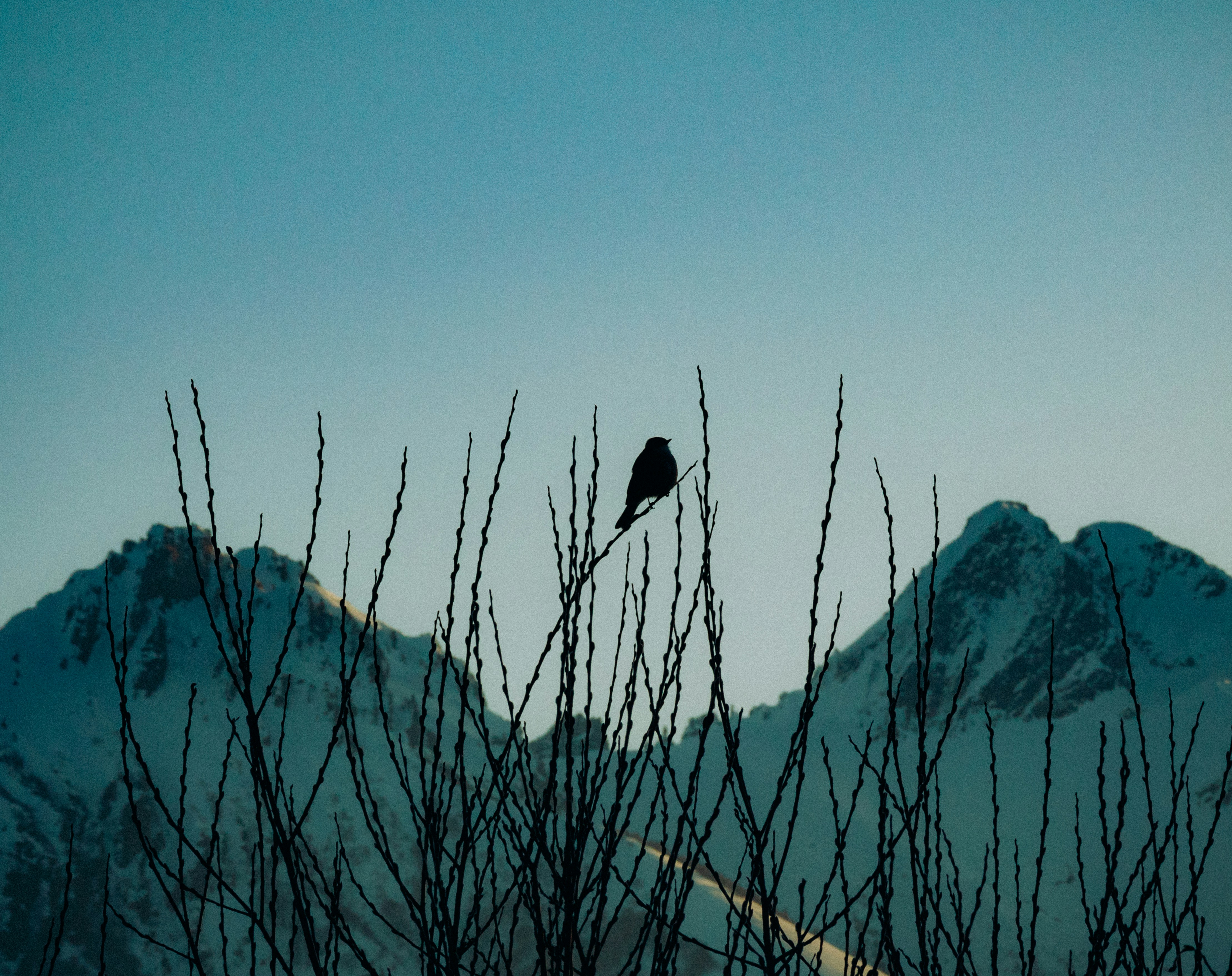Lone bird on skeletal branches above a snowbound alpine horizon at blue hour.