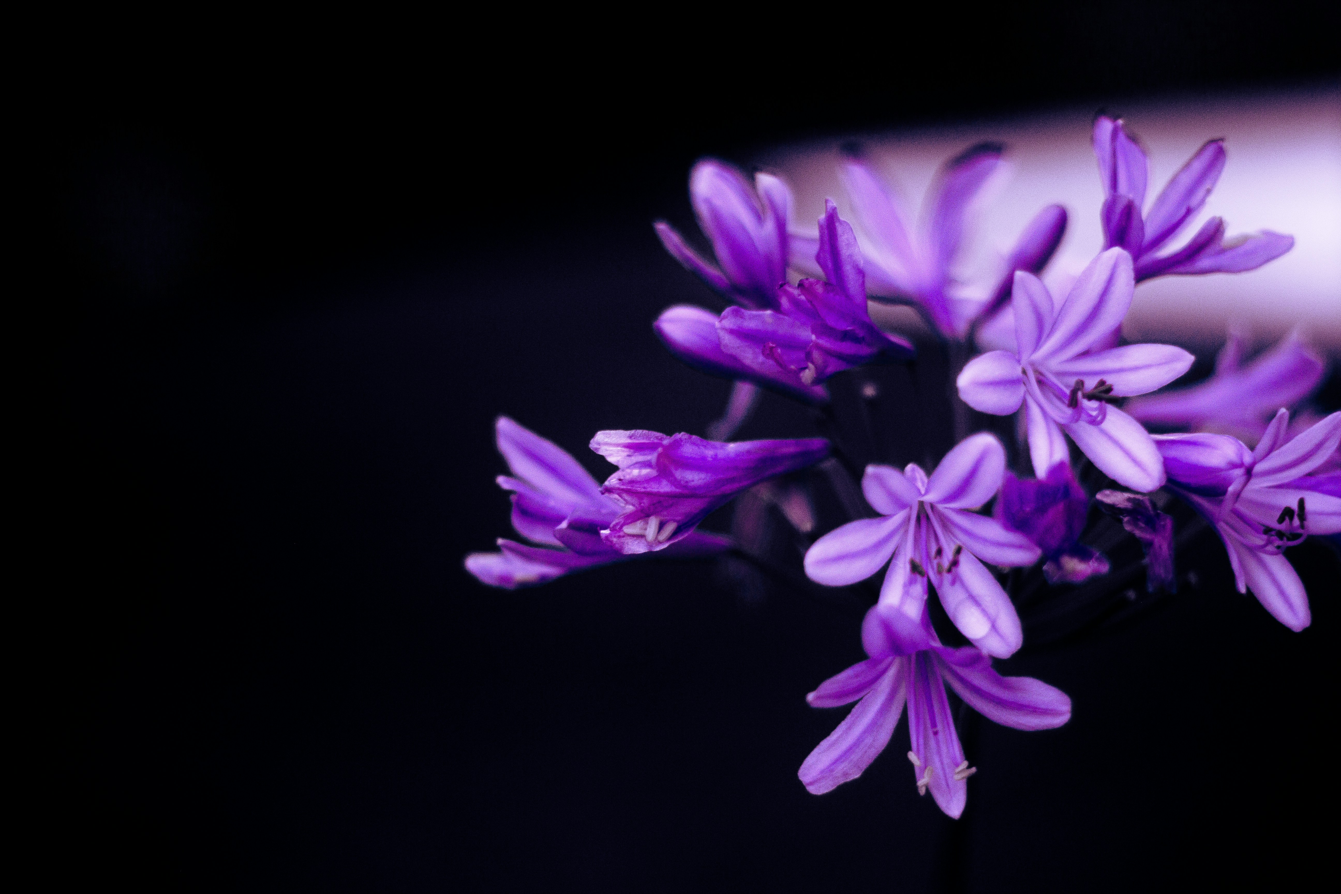 Violet Whisper in Velvet Darkness: Close-Up of a Purple Bloom