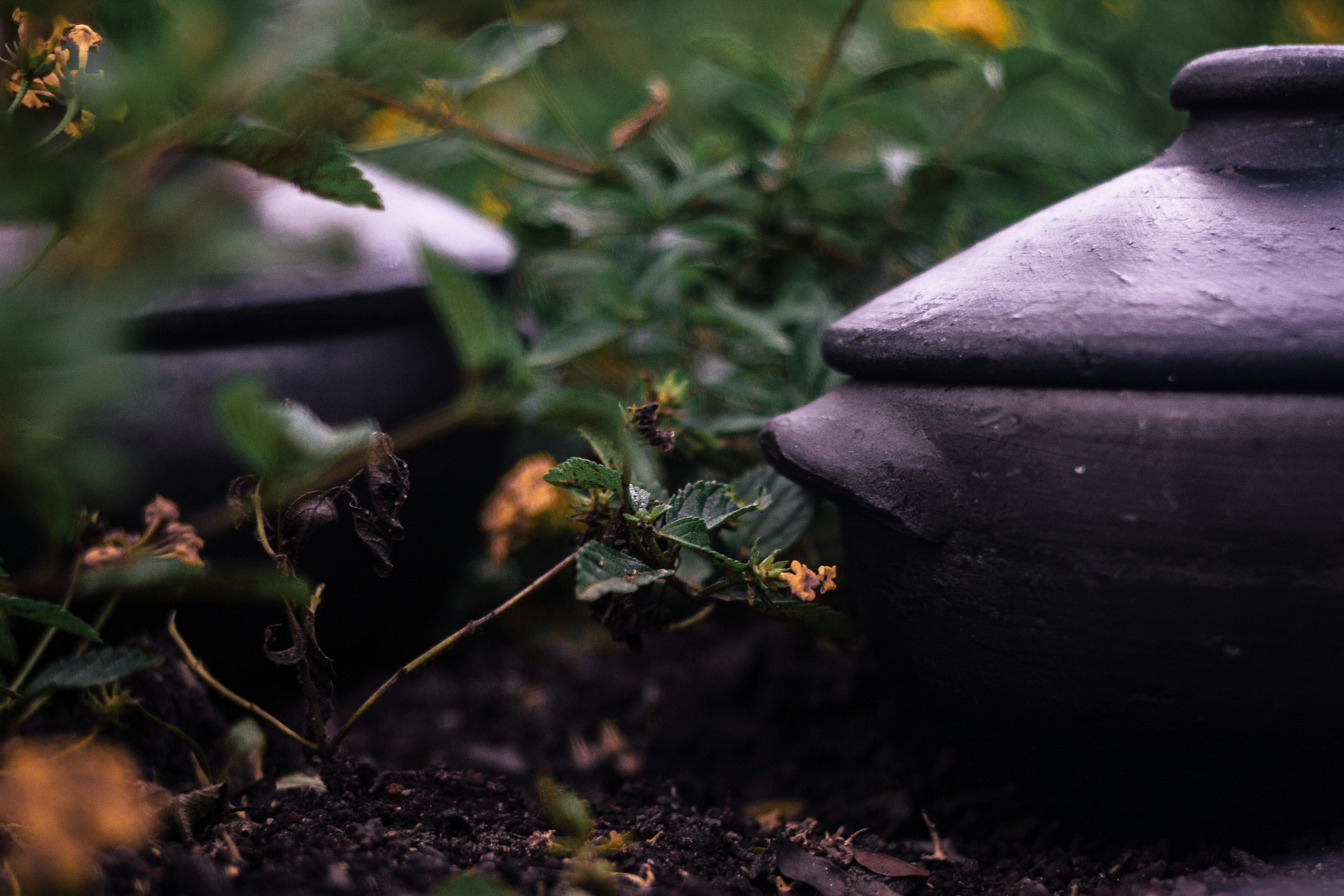 Shadowed Border: A Quiet Moment Between Clay Pots and Tangled Vines
