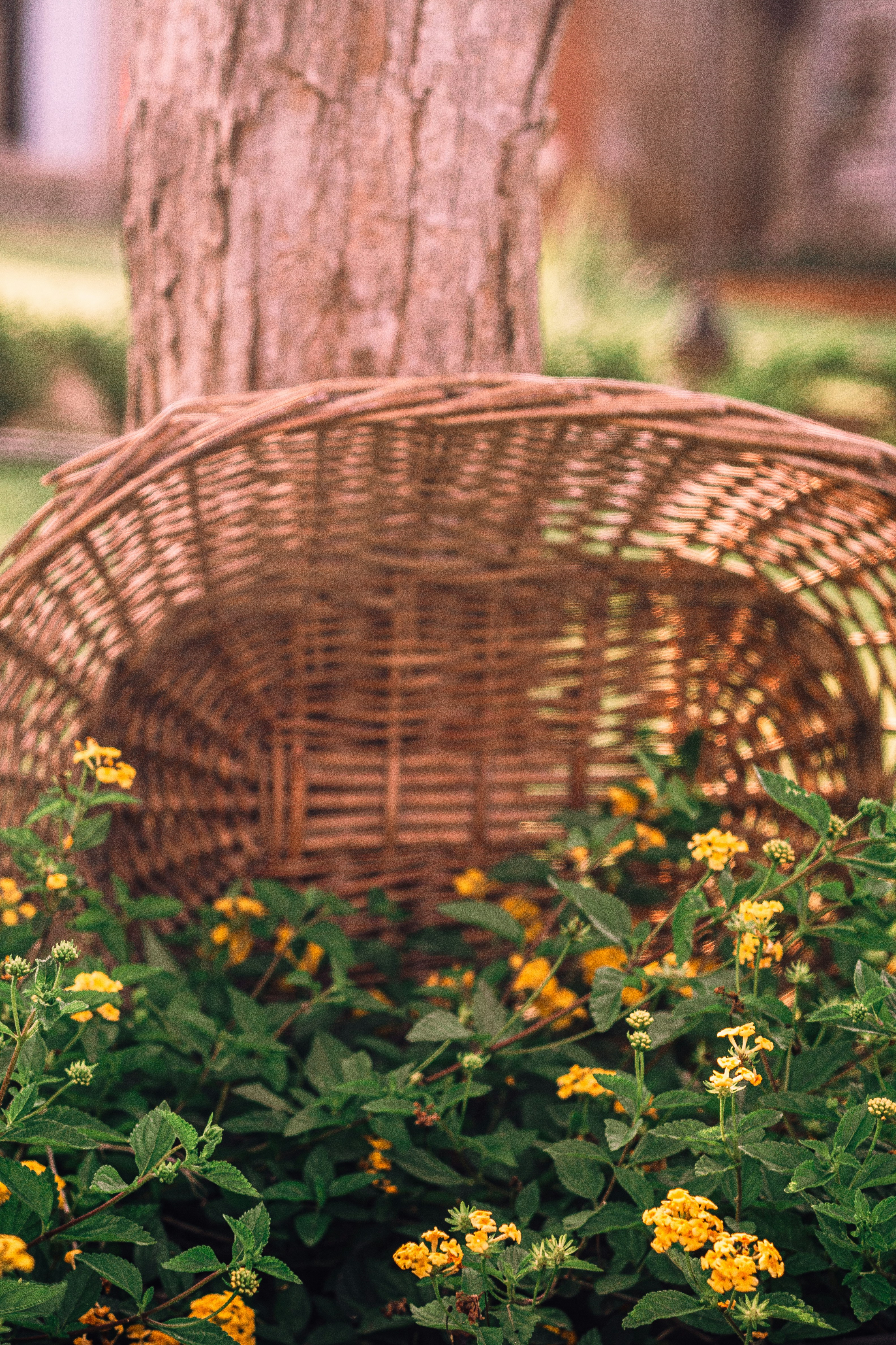 Wicker Basket in a Sunlit Garden: Yellow Blooms Framing a Quiet Moment