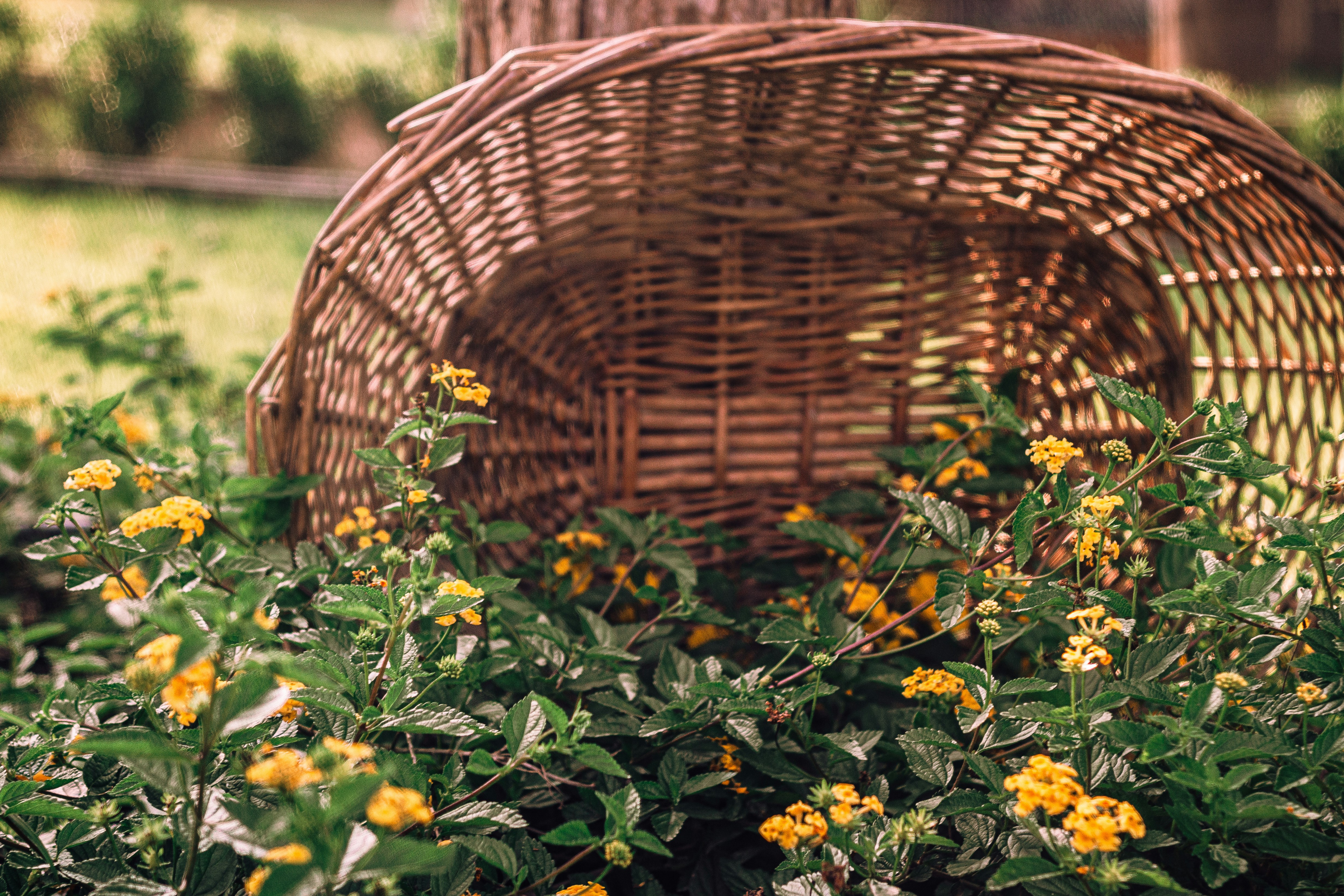 A close-up of a flower bed photo – Free Santa isabel Image on Unsplash