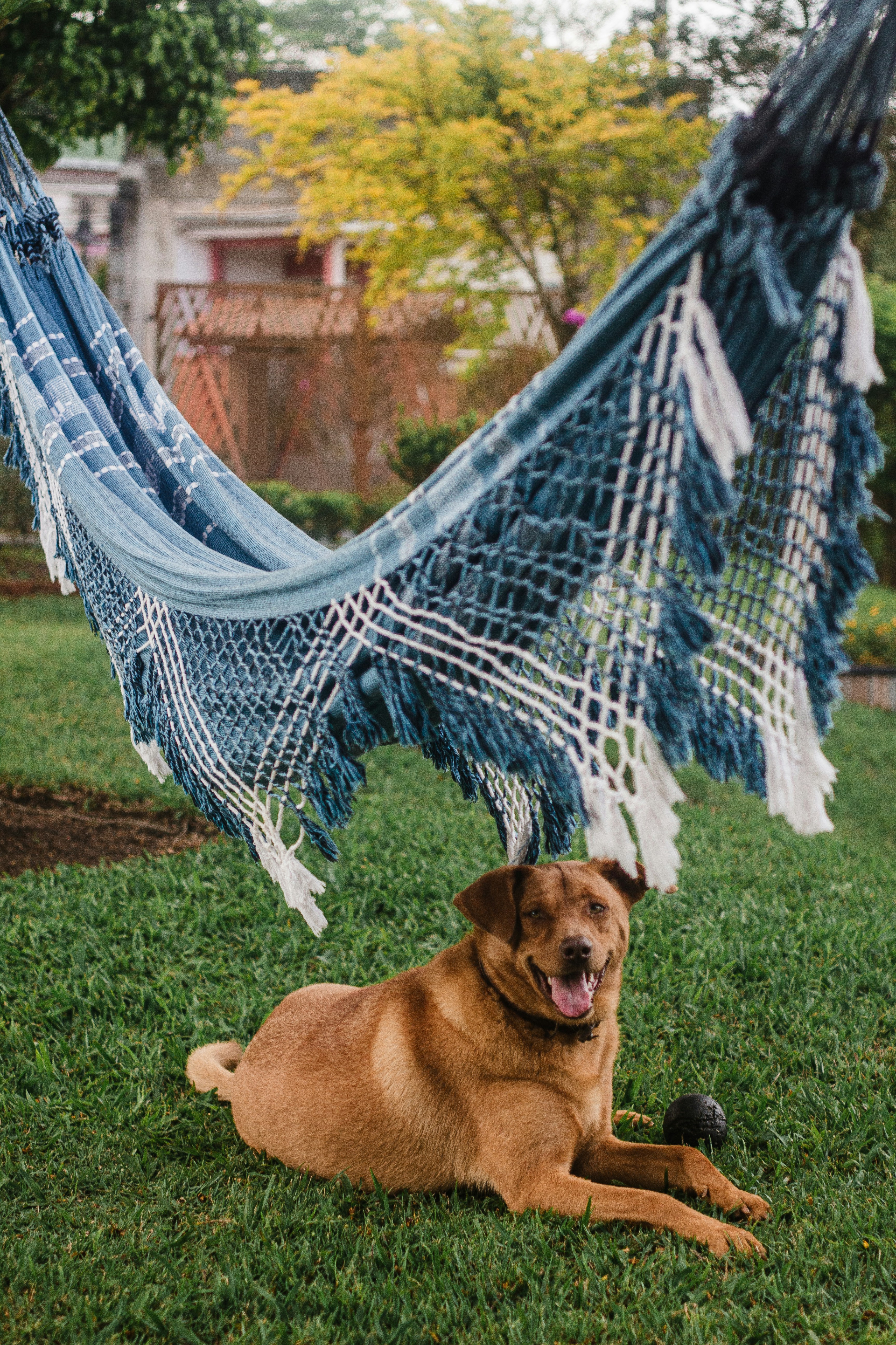 Relaxed Guardian: A Retriever Peeks From Under a Hammock