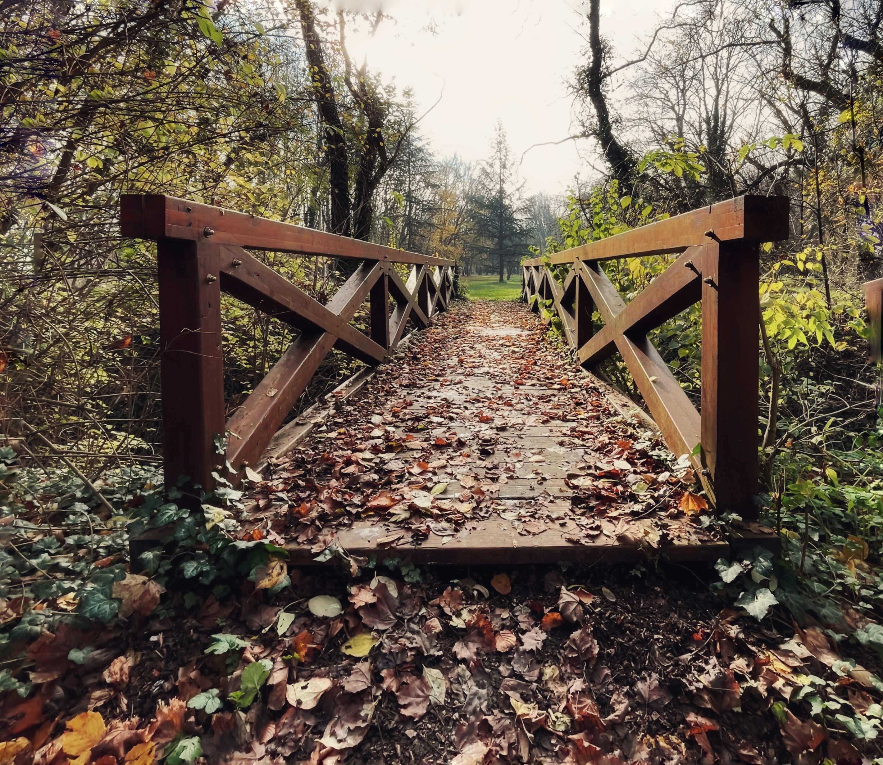Bridge of Fallen Leaves: A Quiet Autumn Path Under Dappled Light