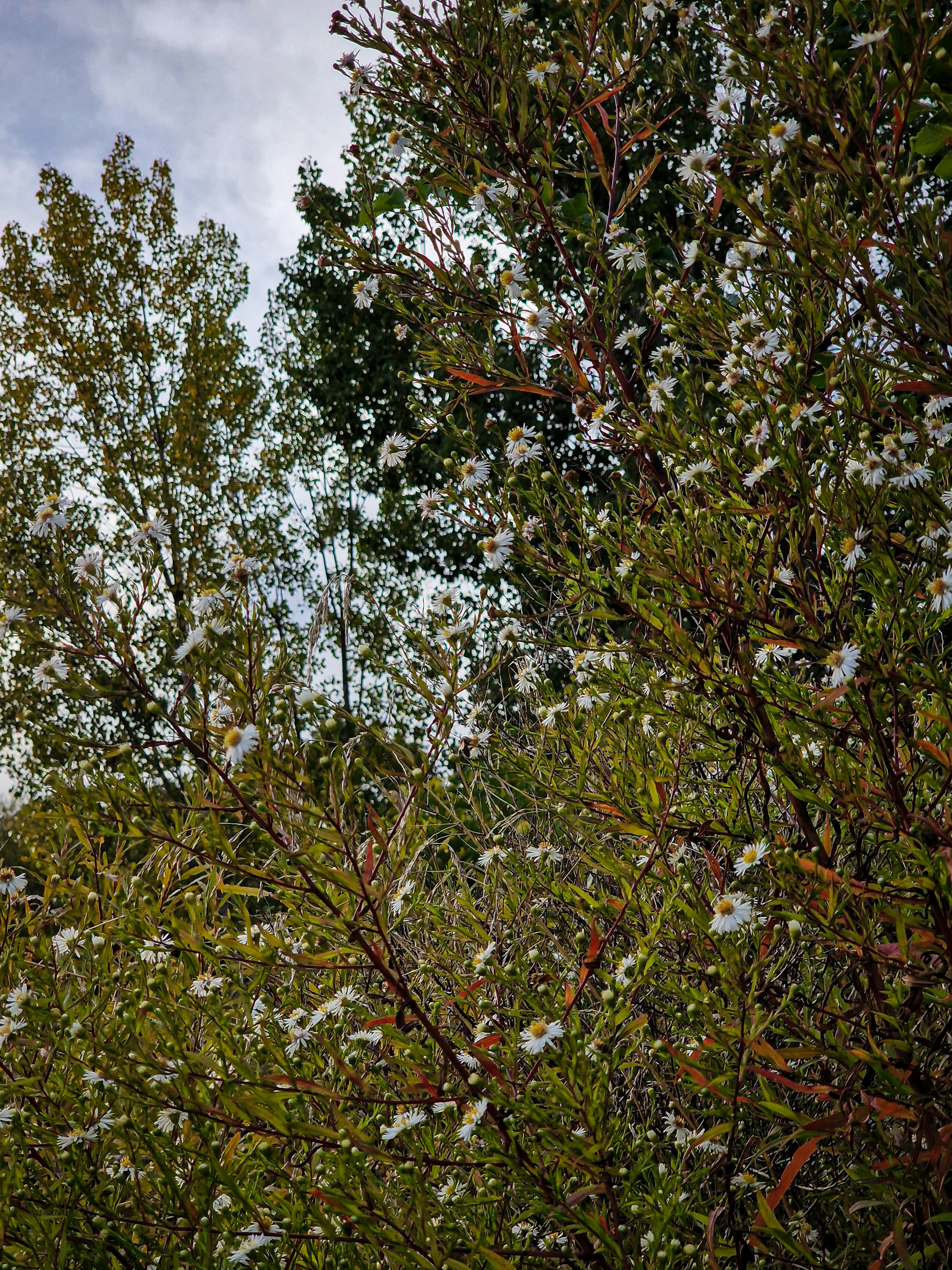 Blooming Rooftop Canopy: White Flowers amongGreen Branches
