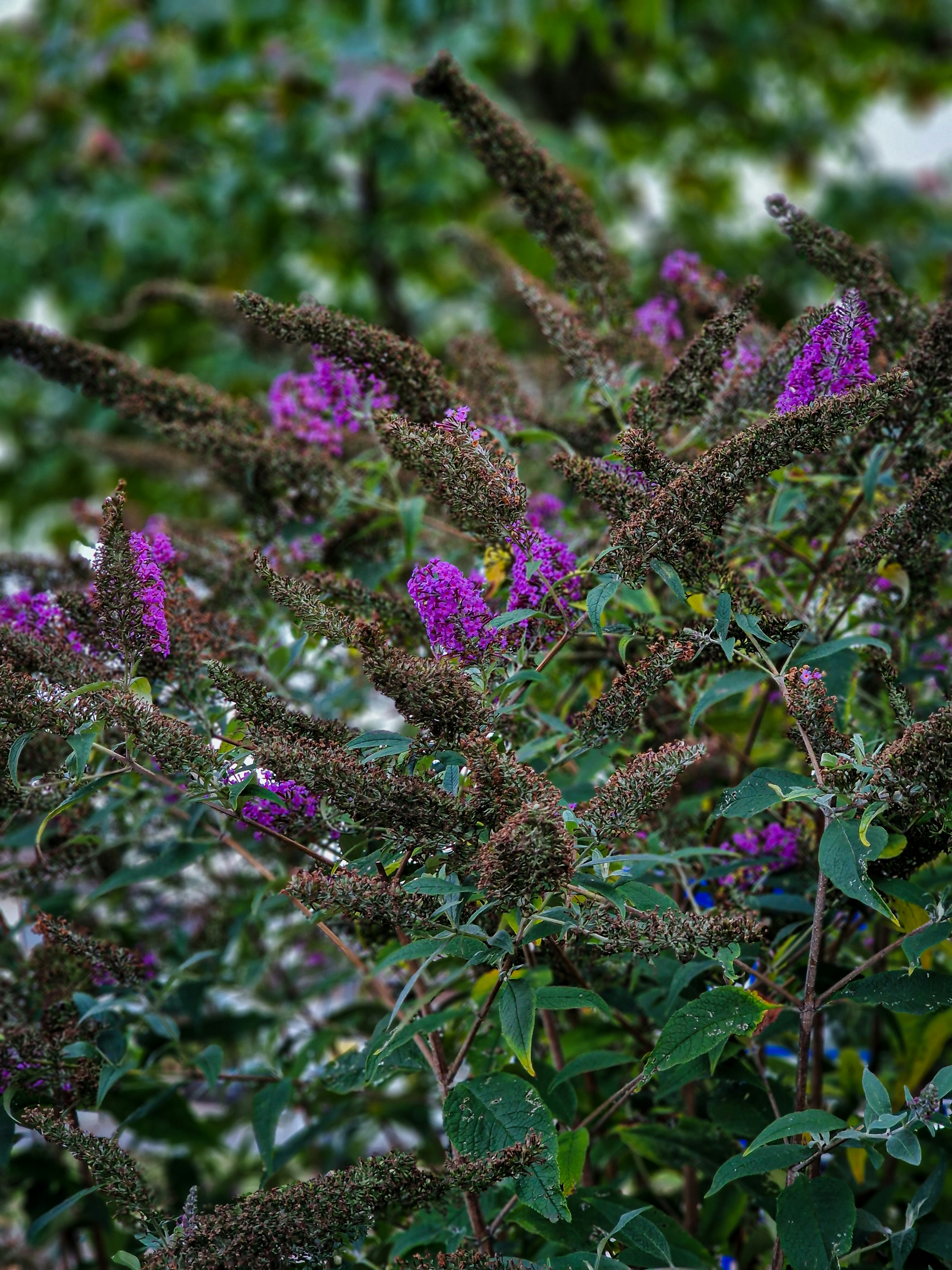 Flower Bush Pictures | Download Free Images on Unsplash