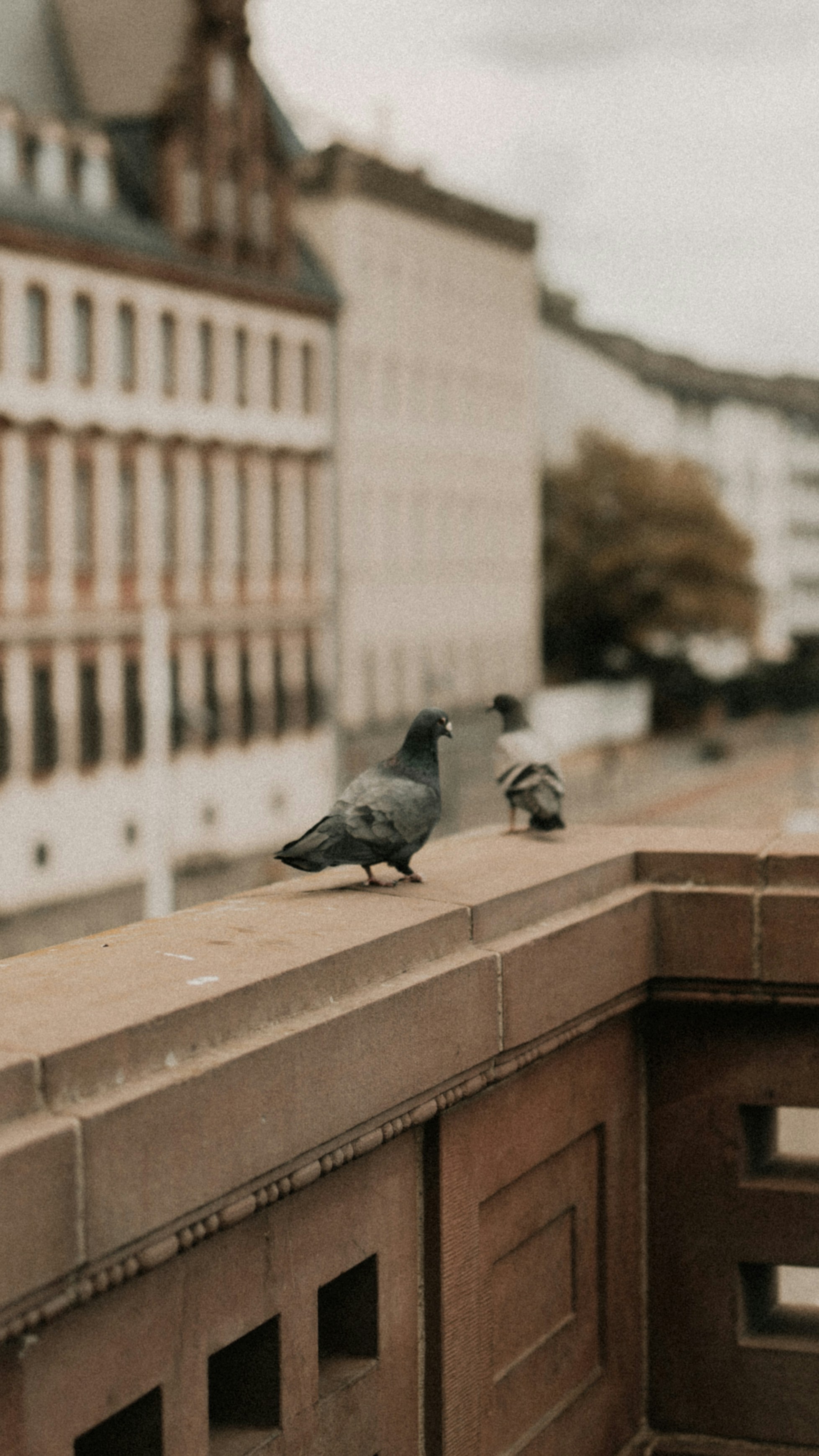 Pigeons on a sun-warmed rooftop as the city recedes into hazy distance