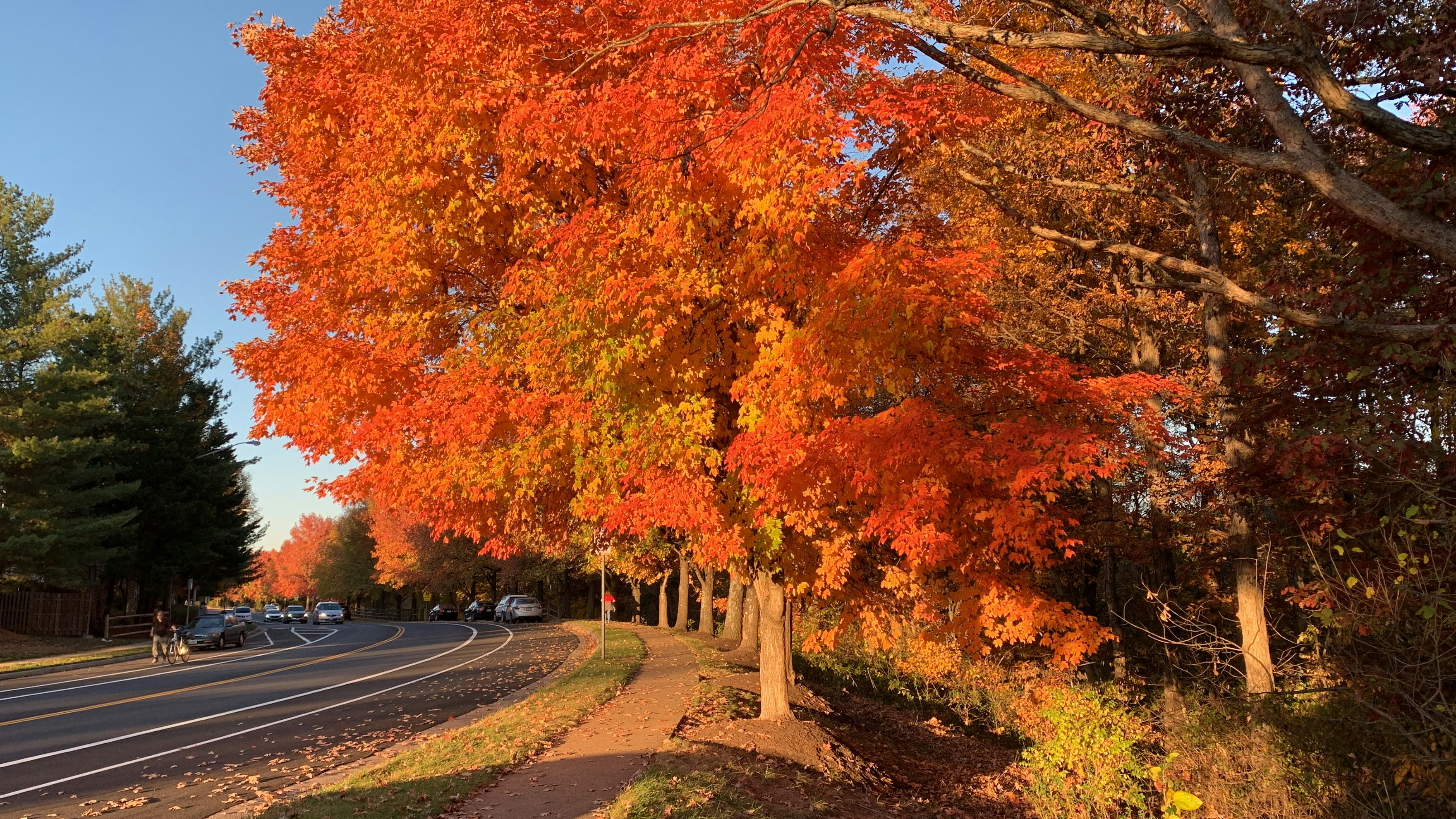 Vibrant orange and red foliage lines a roadside under a clear blue sky.