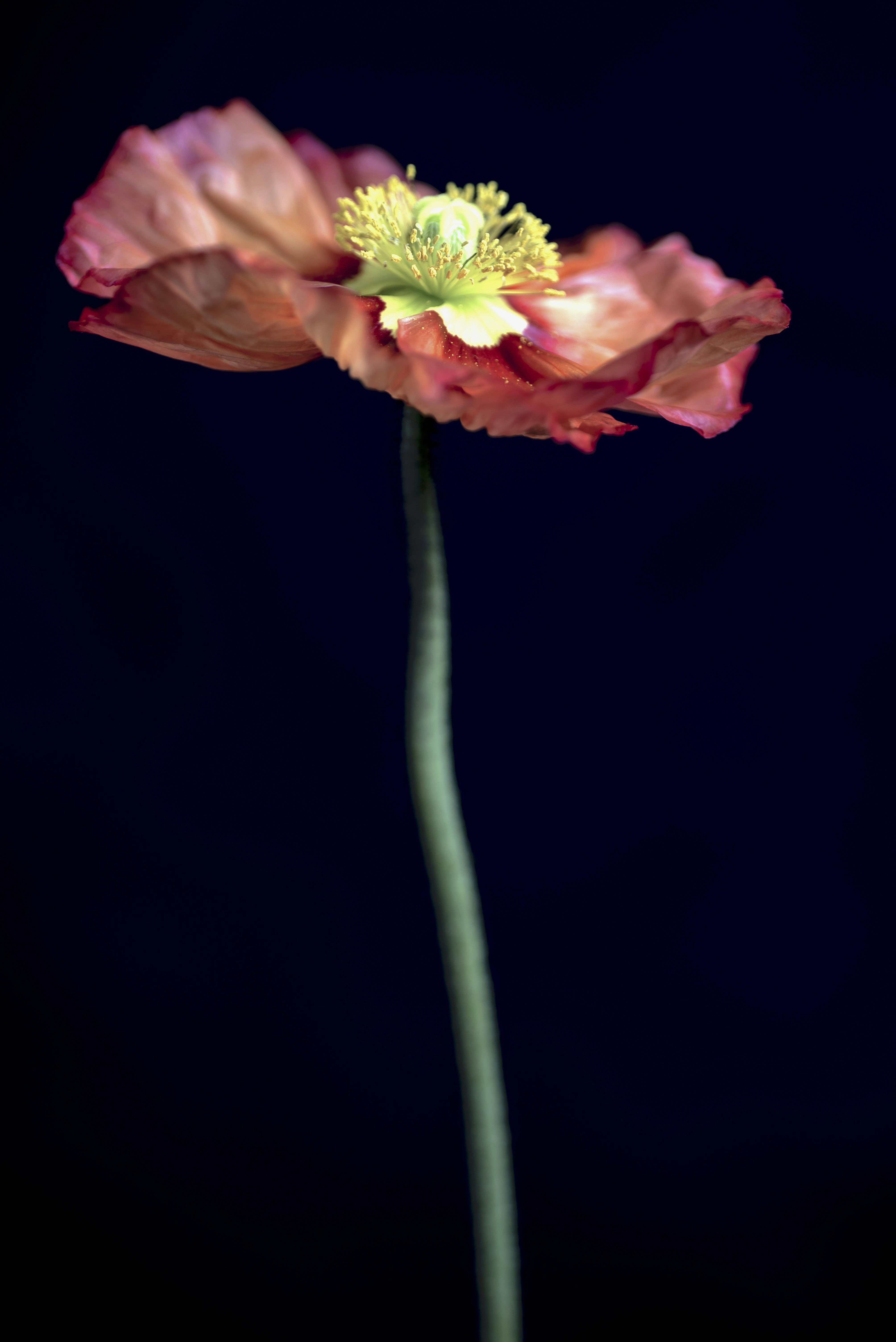 Crimson Petal Against Velvet Night