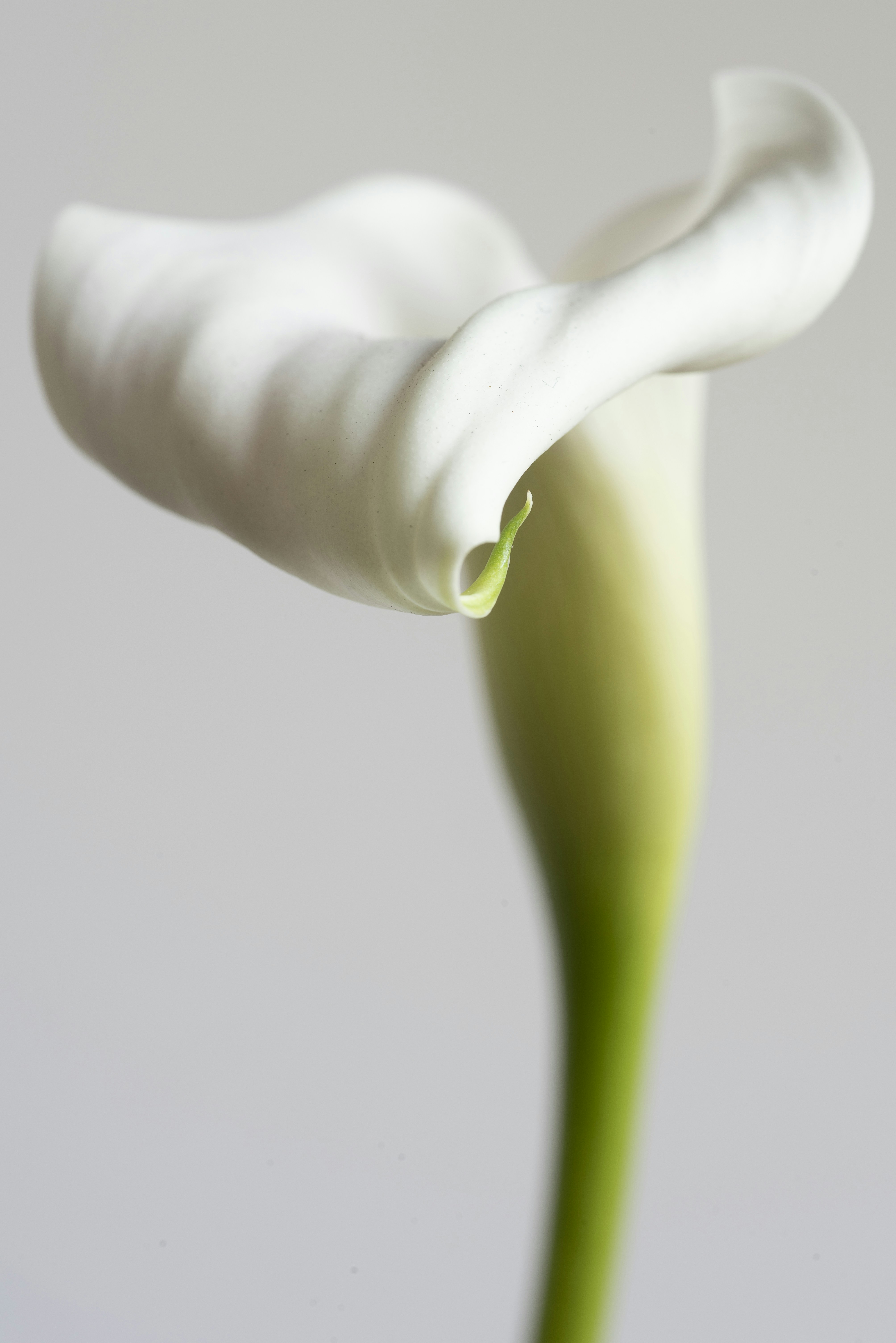 A close-up of a flower photo – Free Australia Image on Unsplash