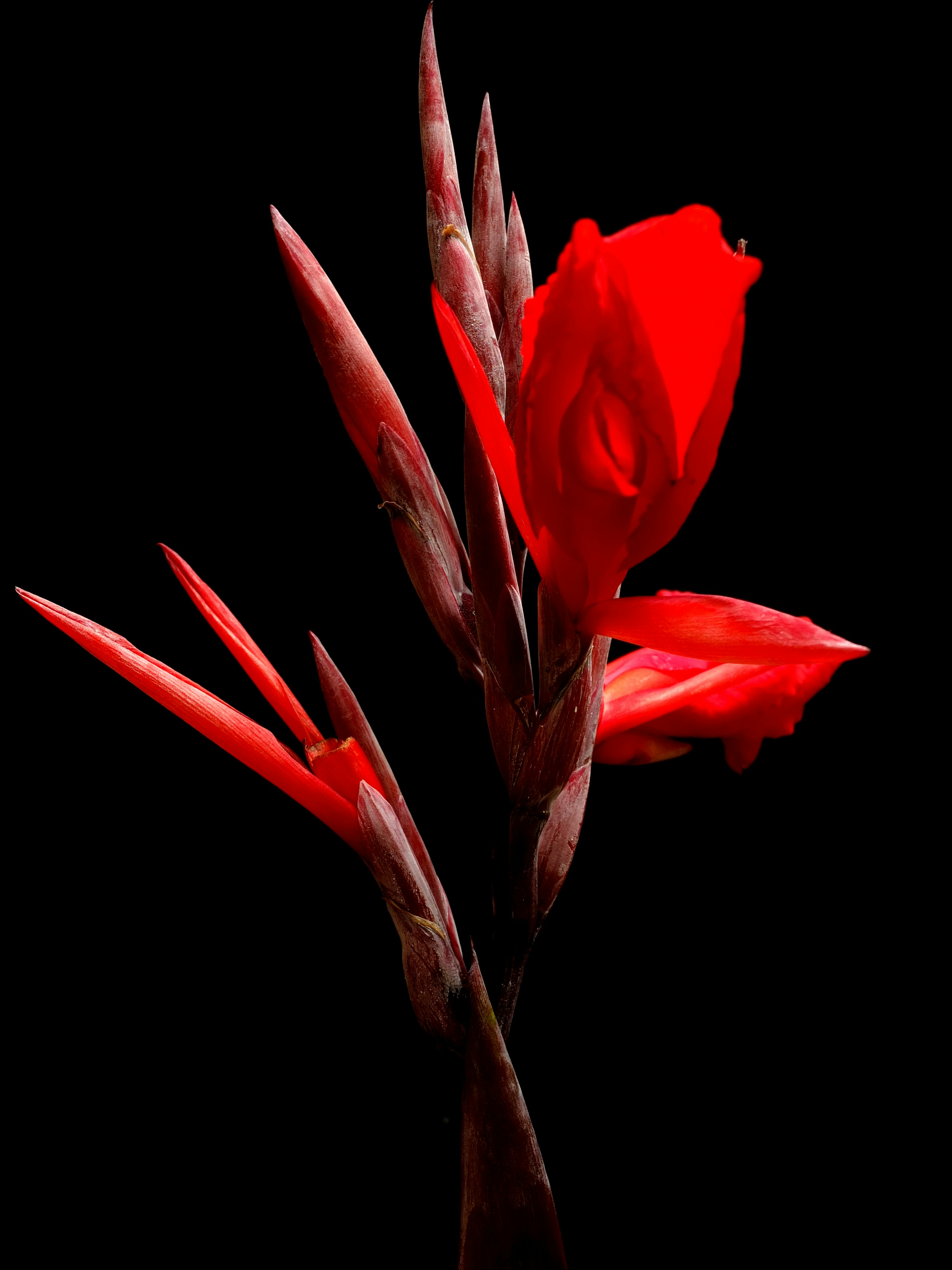 Crimson Rose in Velvet Darkness: A Close-Up Study of Color and Form