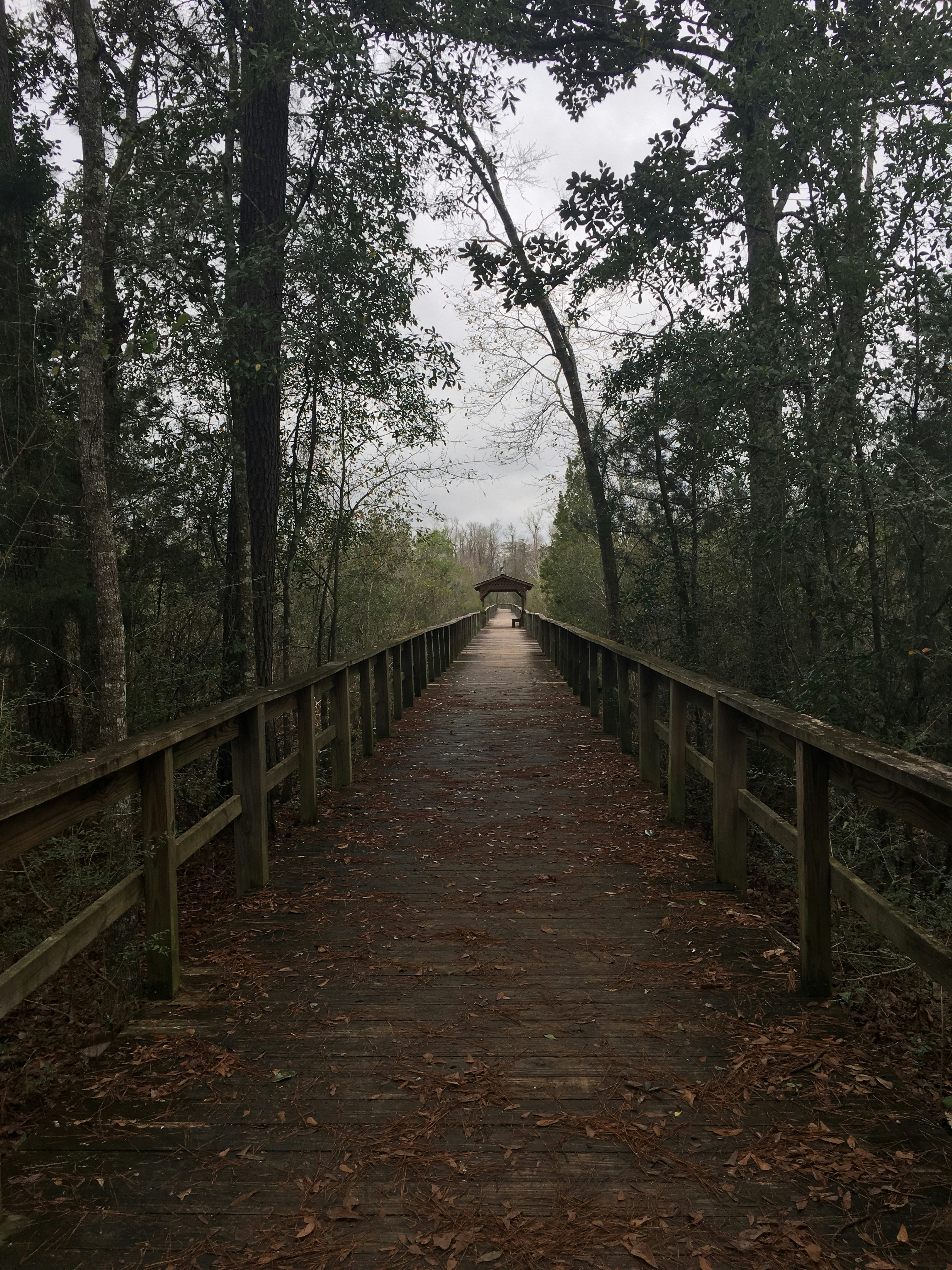 a wooden bridge in a forest