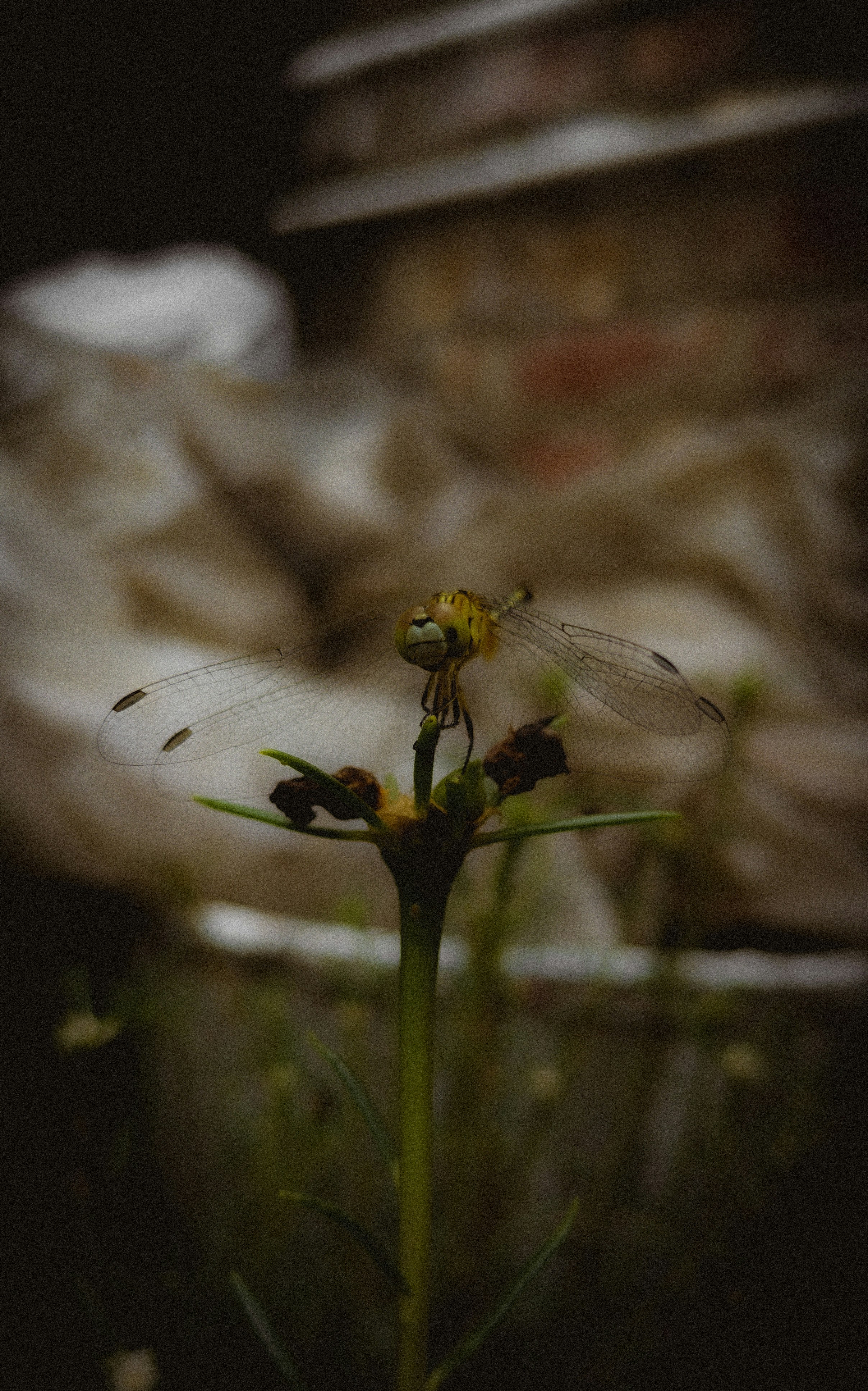 Dragonfly Serenade: A Quiet Moment on the Bud