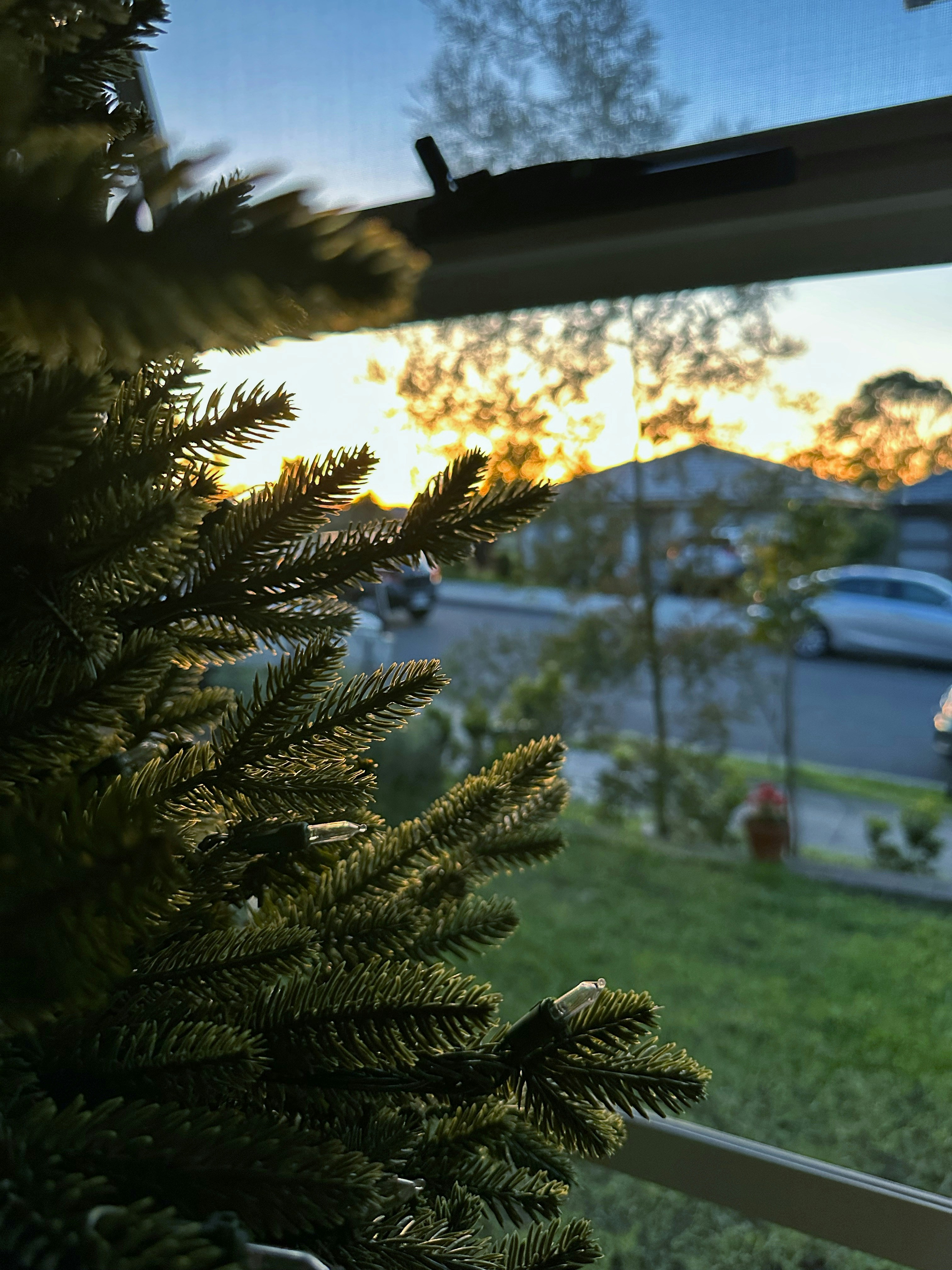 Sunlit Pine Fronds Framing a Quiet Suburban Sunset