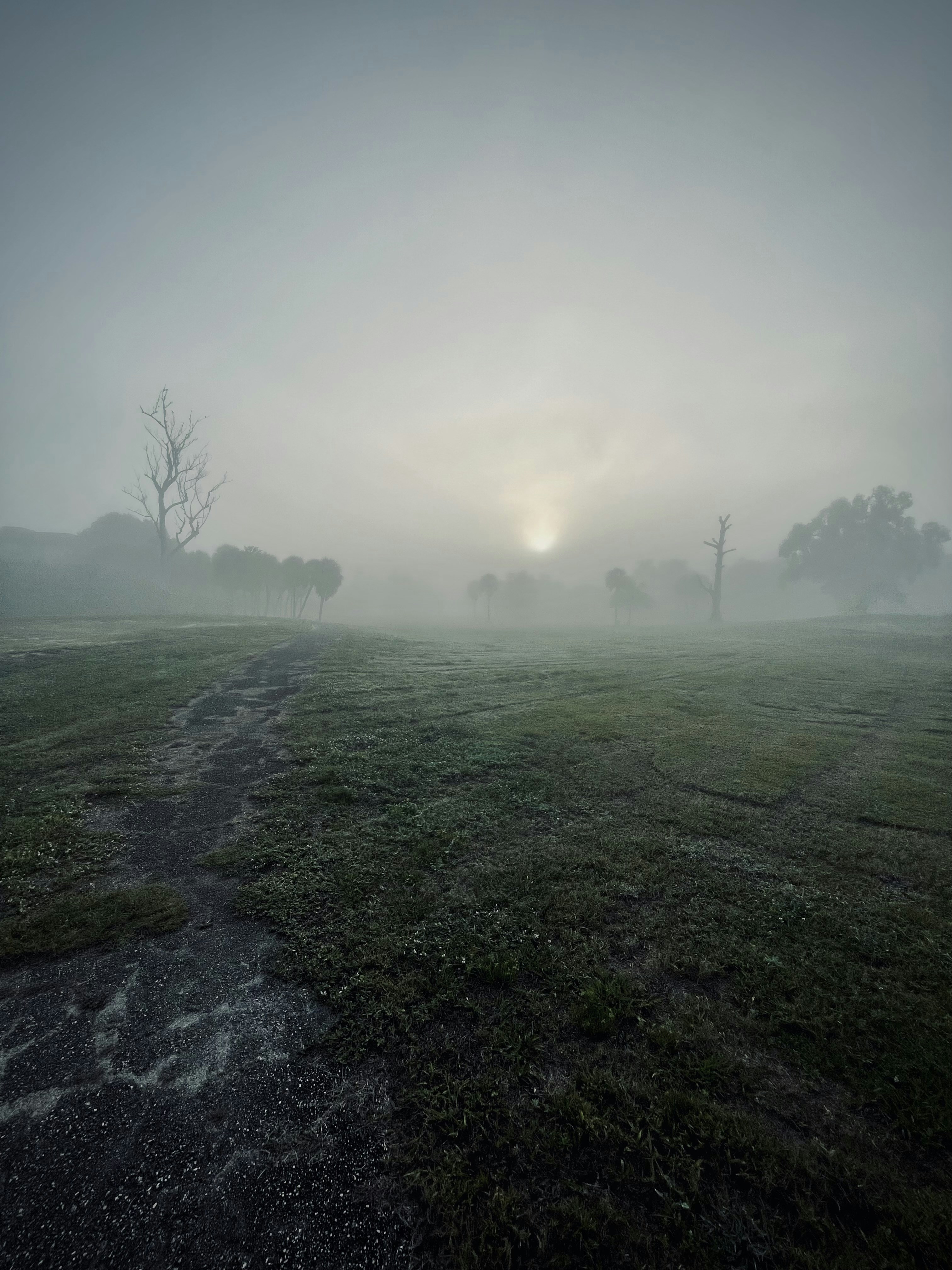 Dawn Veiled in Mist: A Quiet Field Emerges