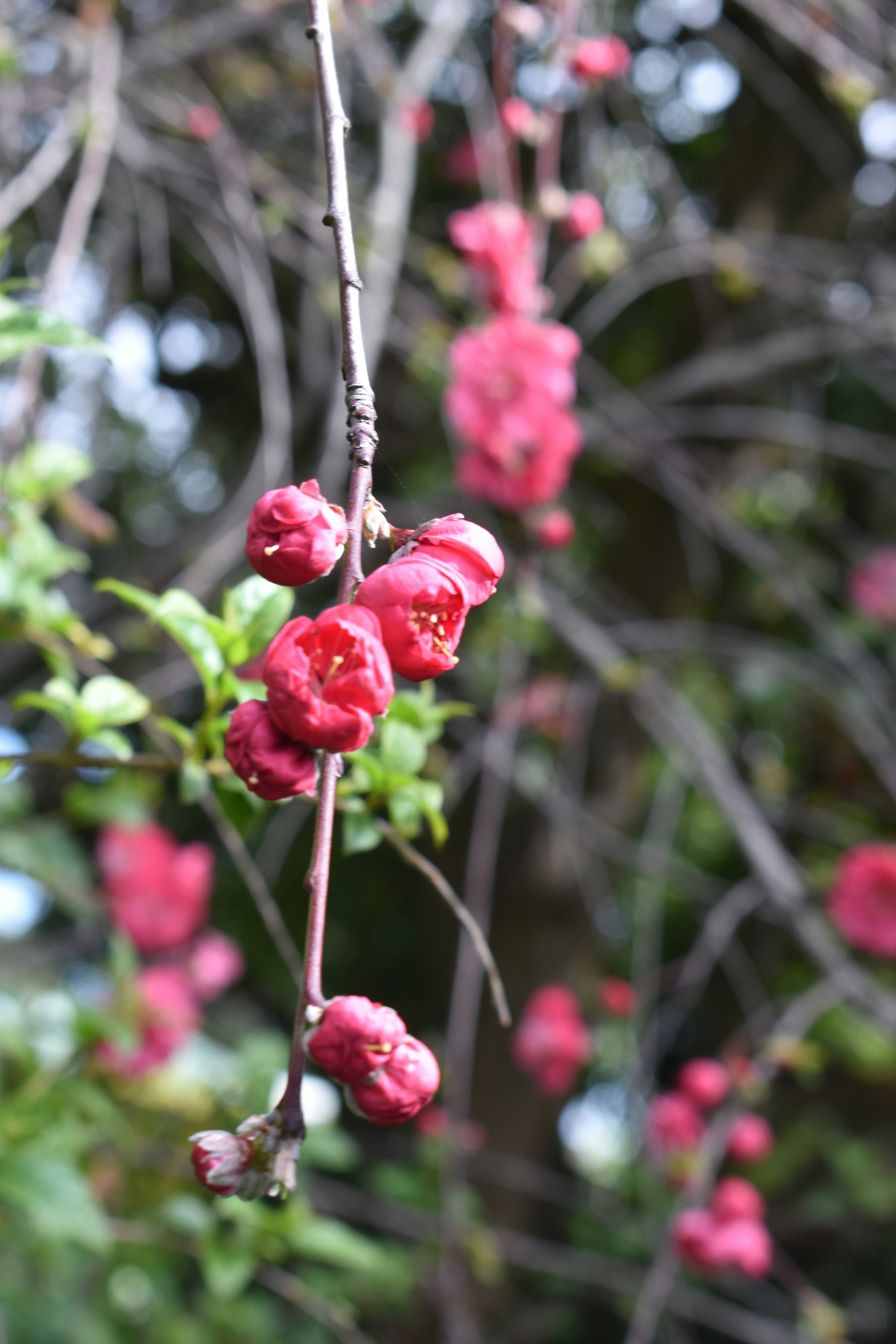 Crimson Buds on a Slender Twig: a Soft-Focus Garden Moment
