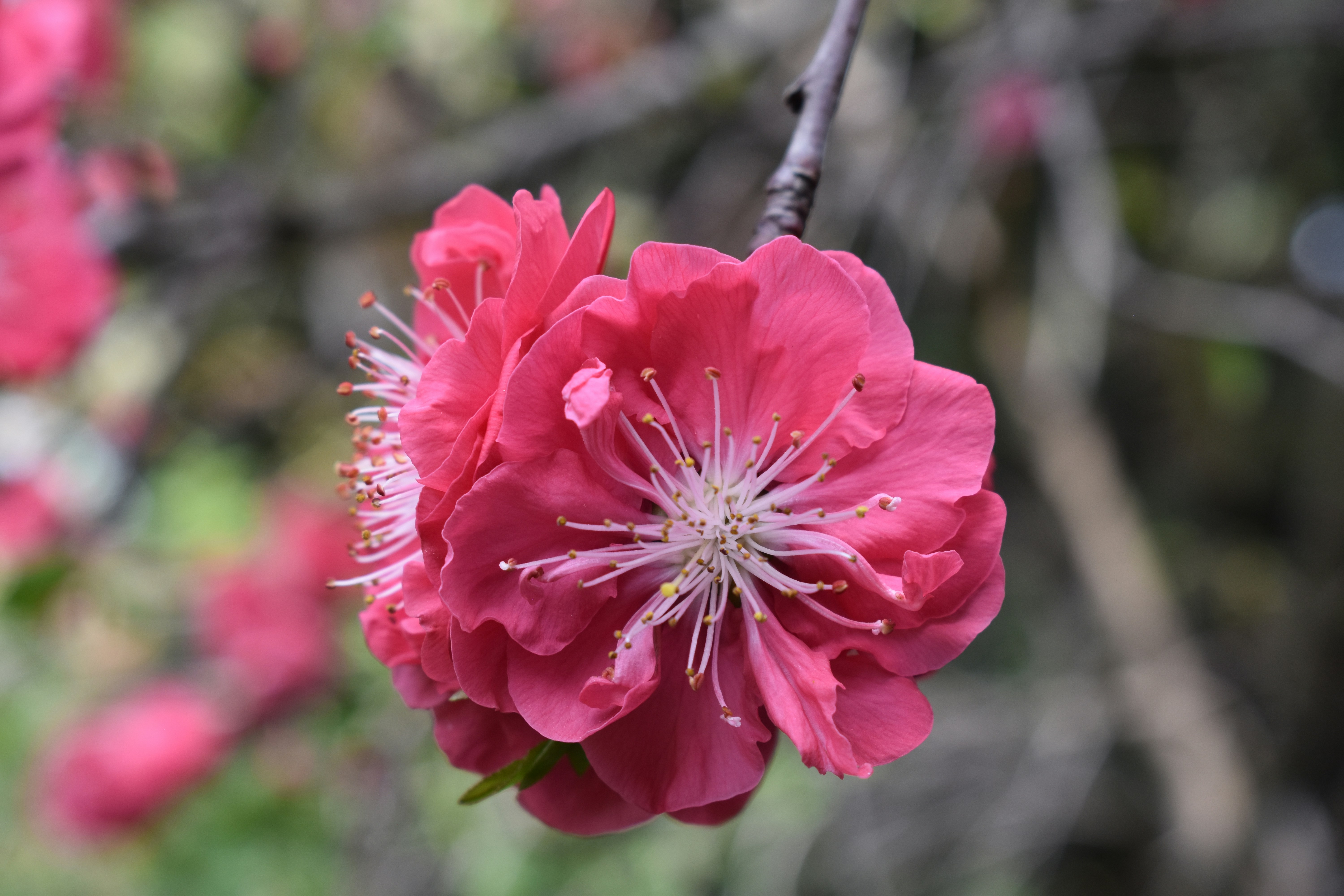 a close up of a flower