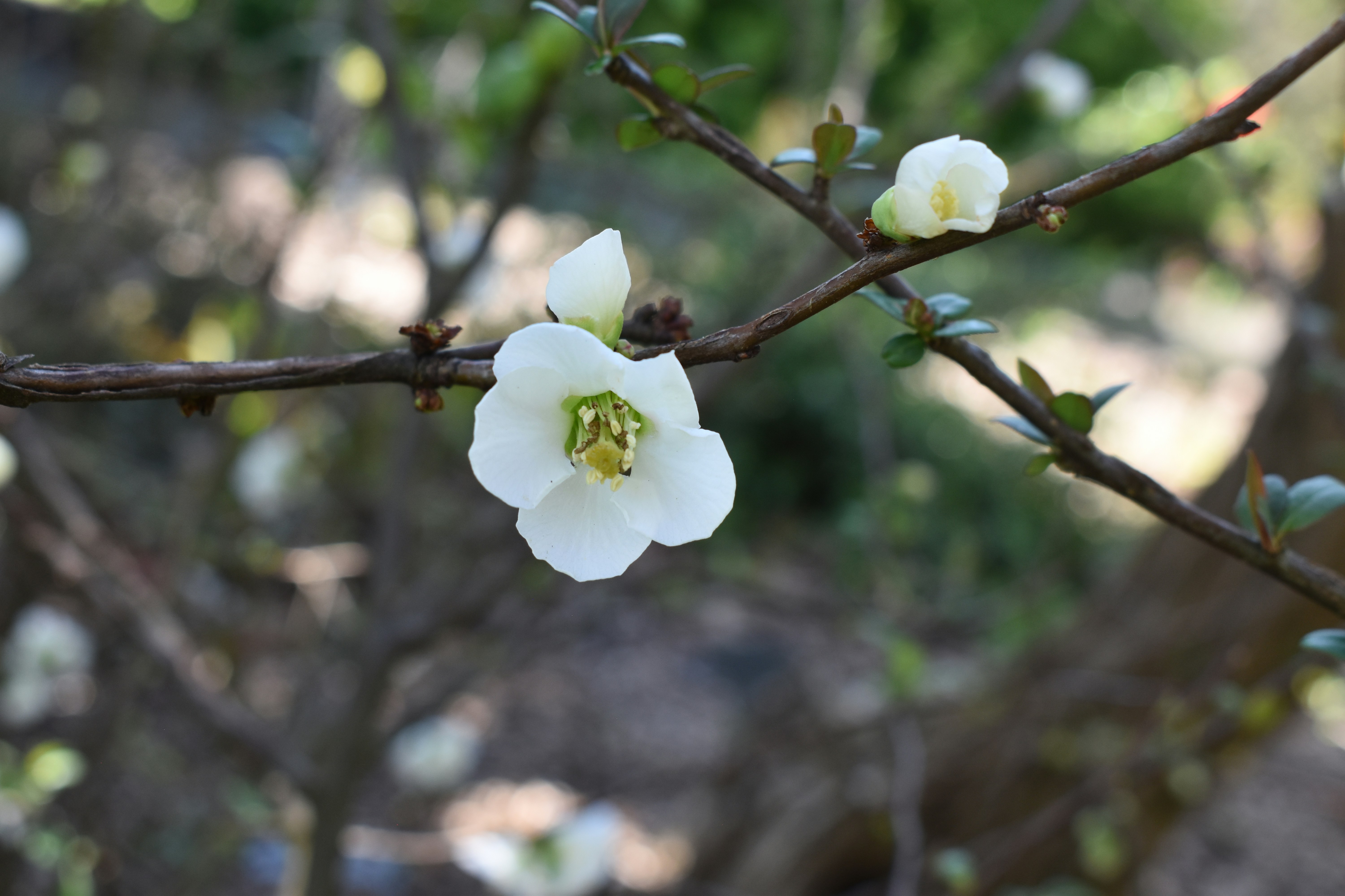 a close up of a flower