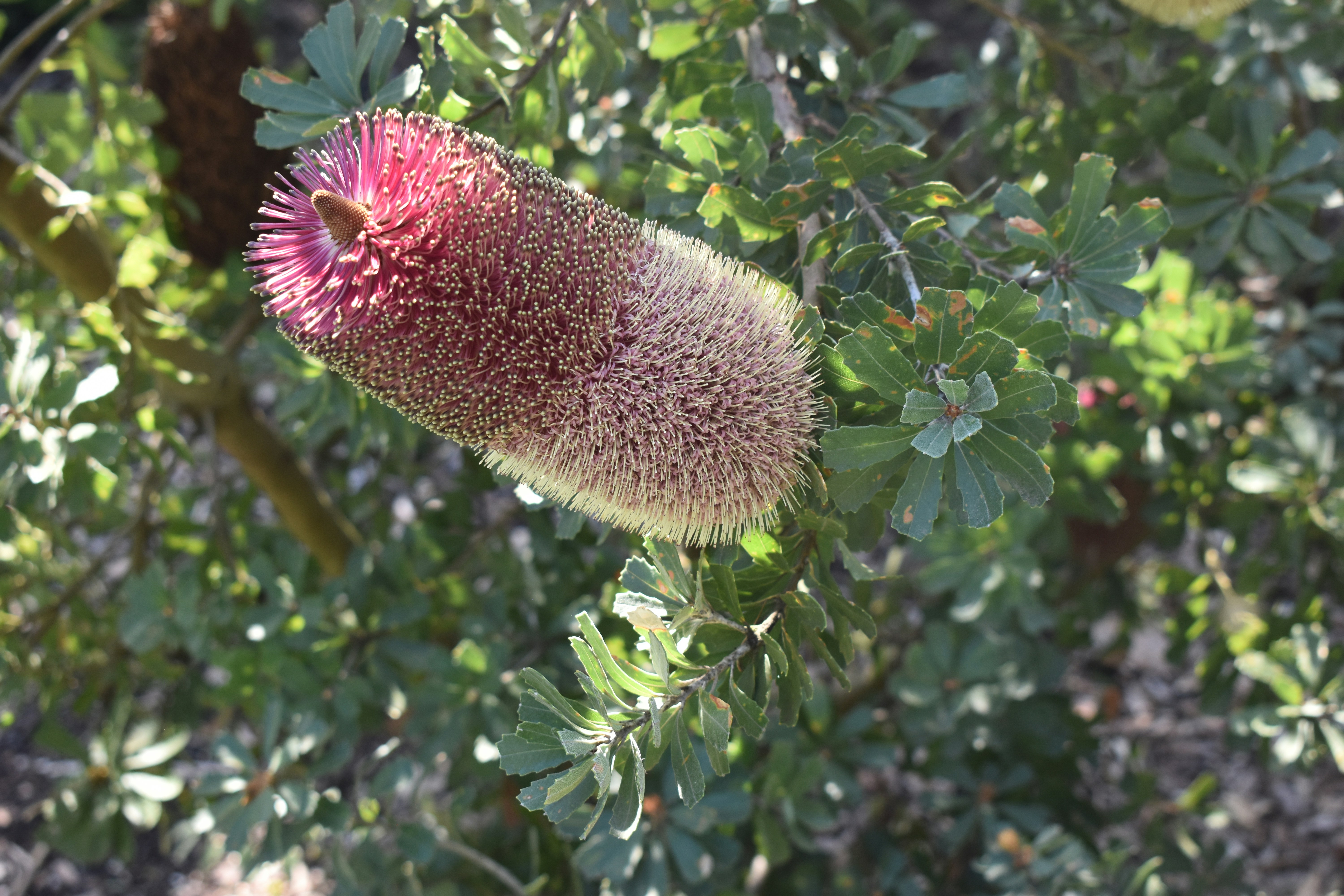 Banksia in Bloom: a pink spire amid sunlit sage-green foliage