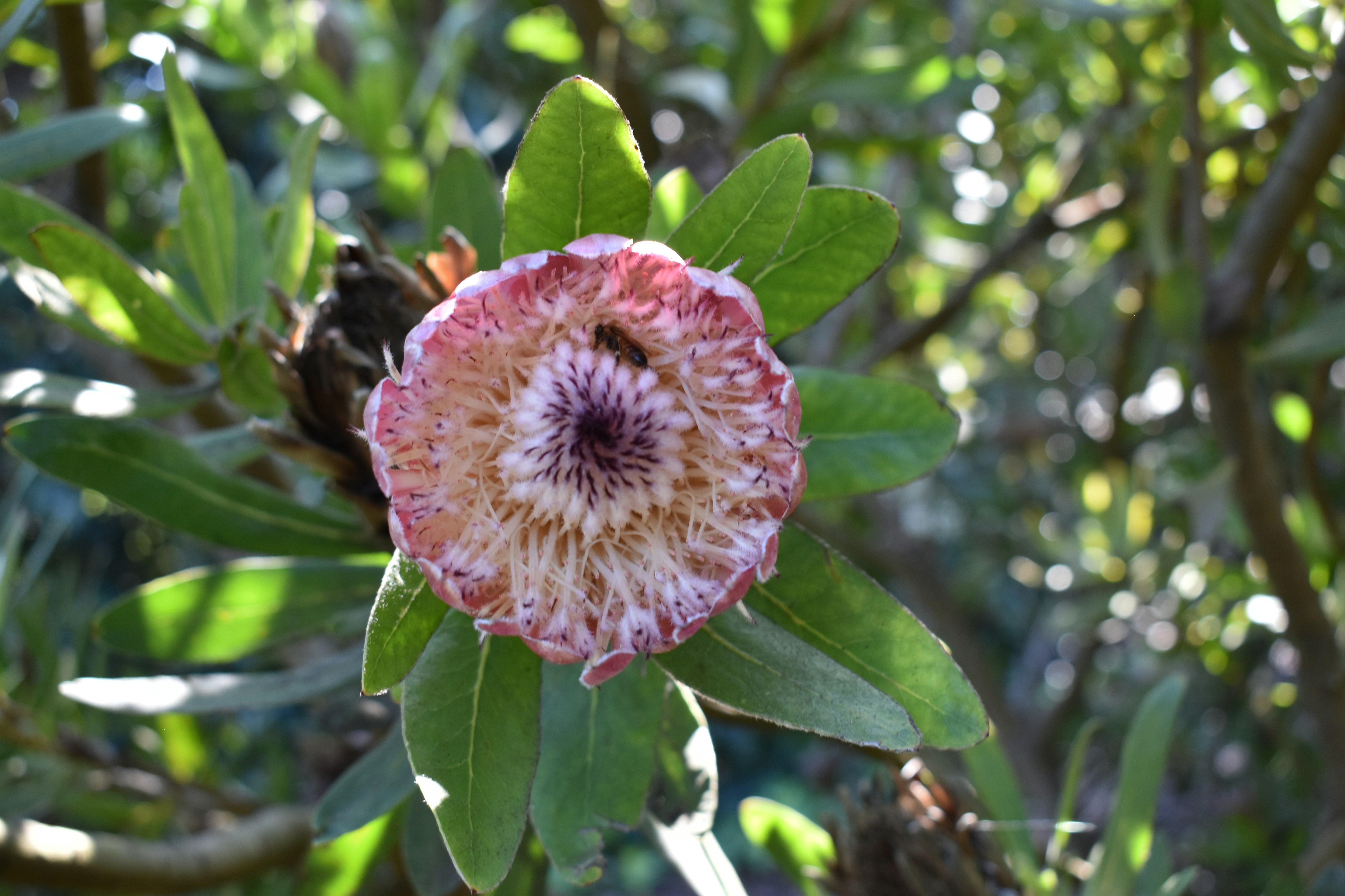 Dappled Light on a Pink-Ringed Bloom