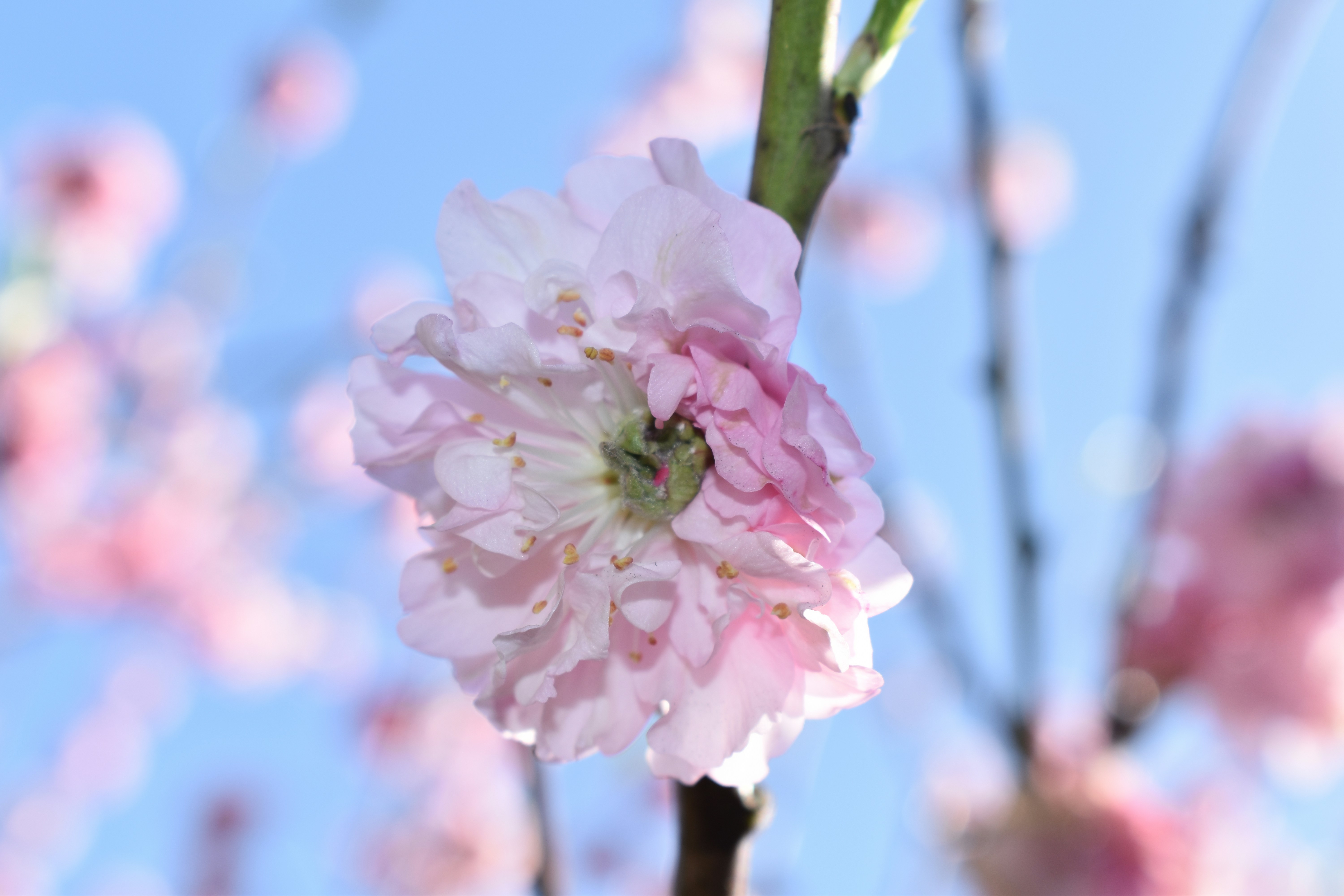 a close up of a flower