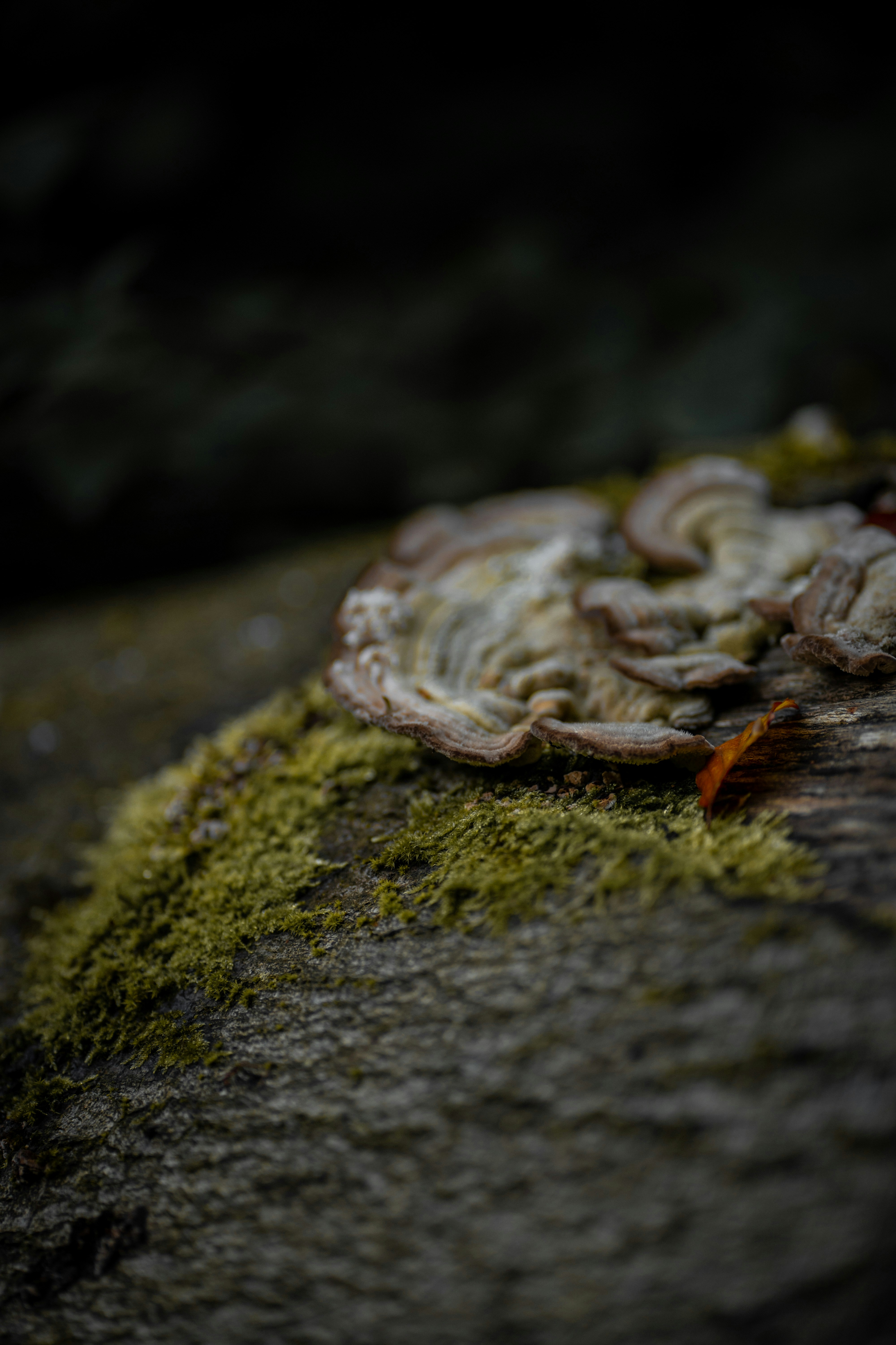 Bracket Fungi Nestled on Moss-Cushioned Log at Dusk