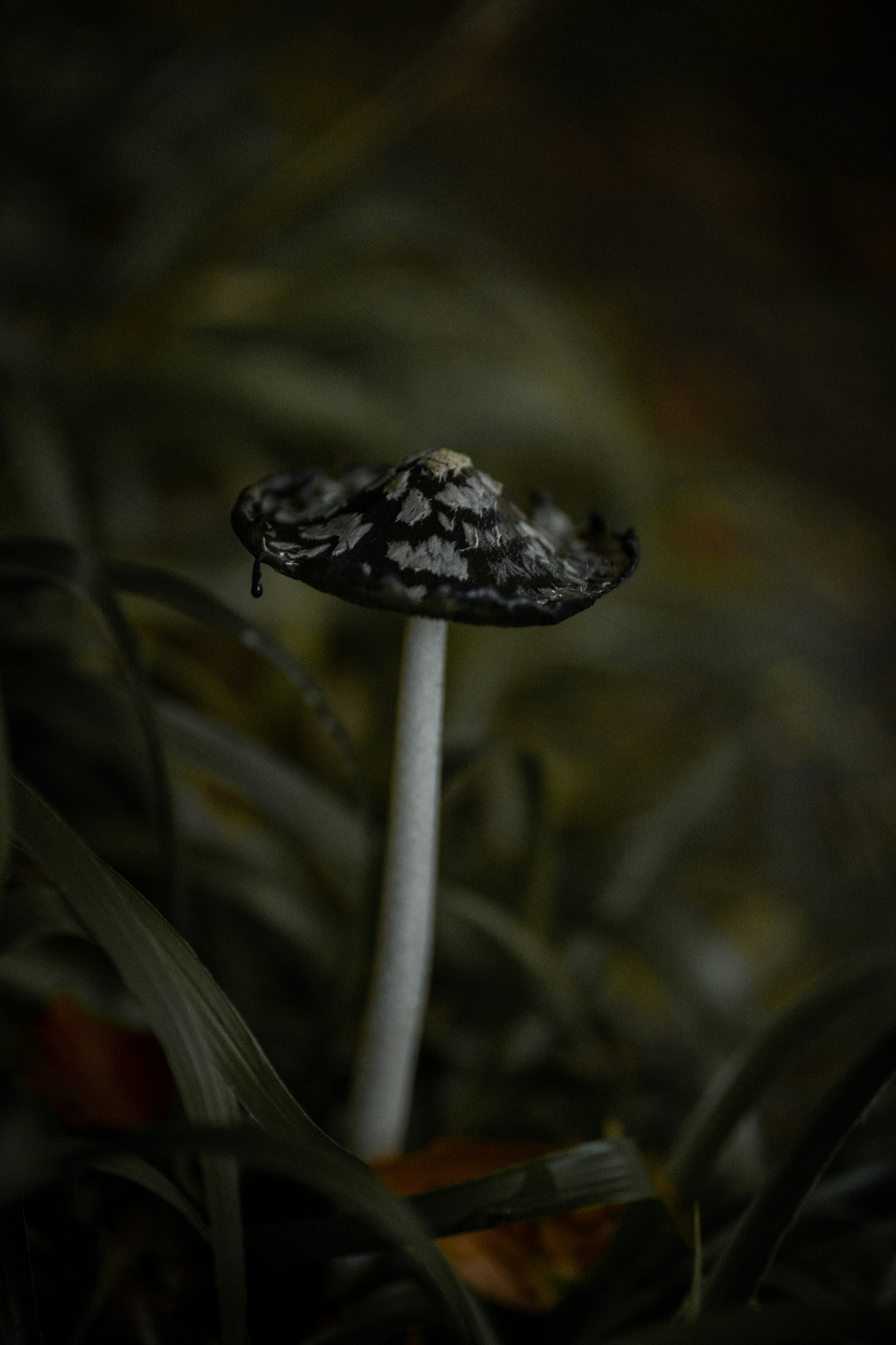 Photo by Mira Syniak with Sony Alpha 7 III