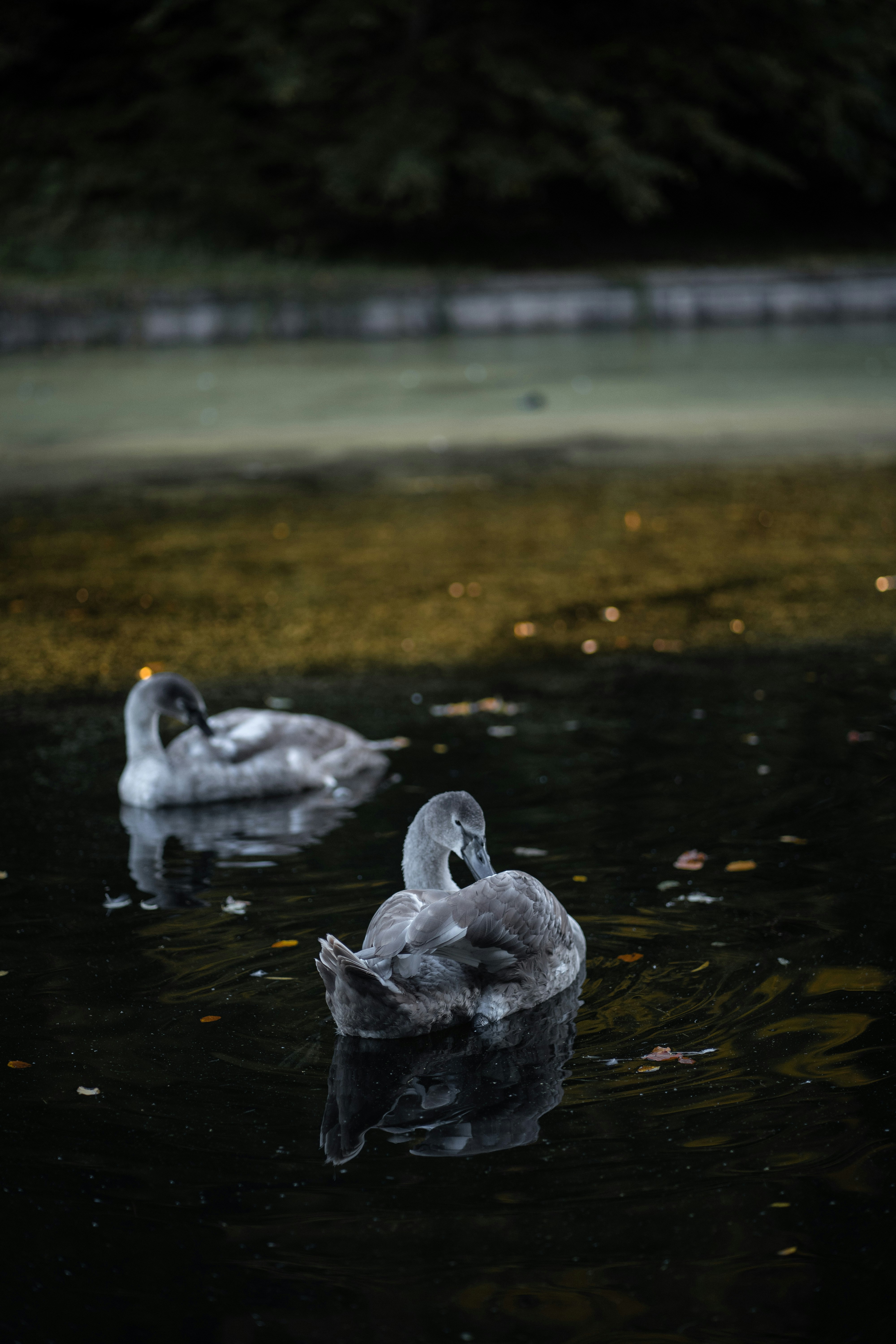 Dusk on the Pond: A Swan's Quiet Glide and Subtle Reflections