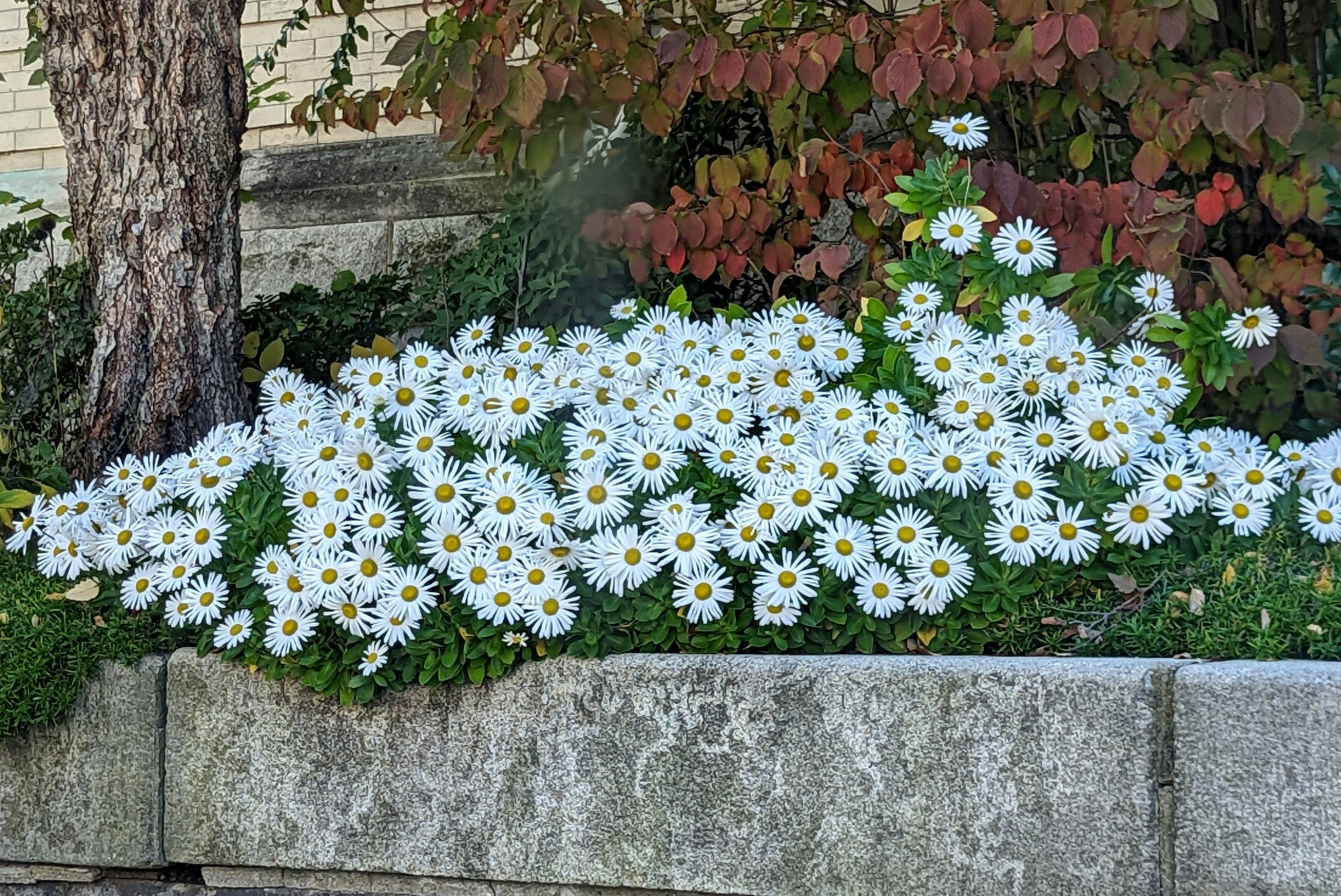 Vibrant white daisies blanket a stone planter, framed by lush greenery and autumn foliage. The scene conveys a serene garden ambiance.
