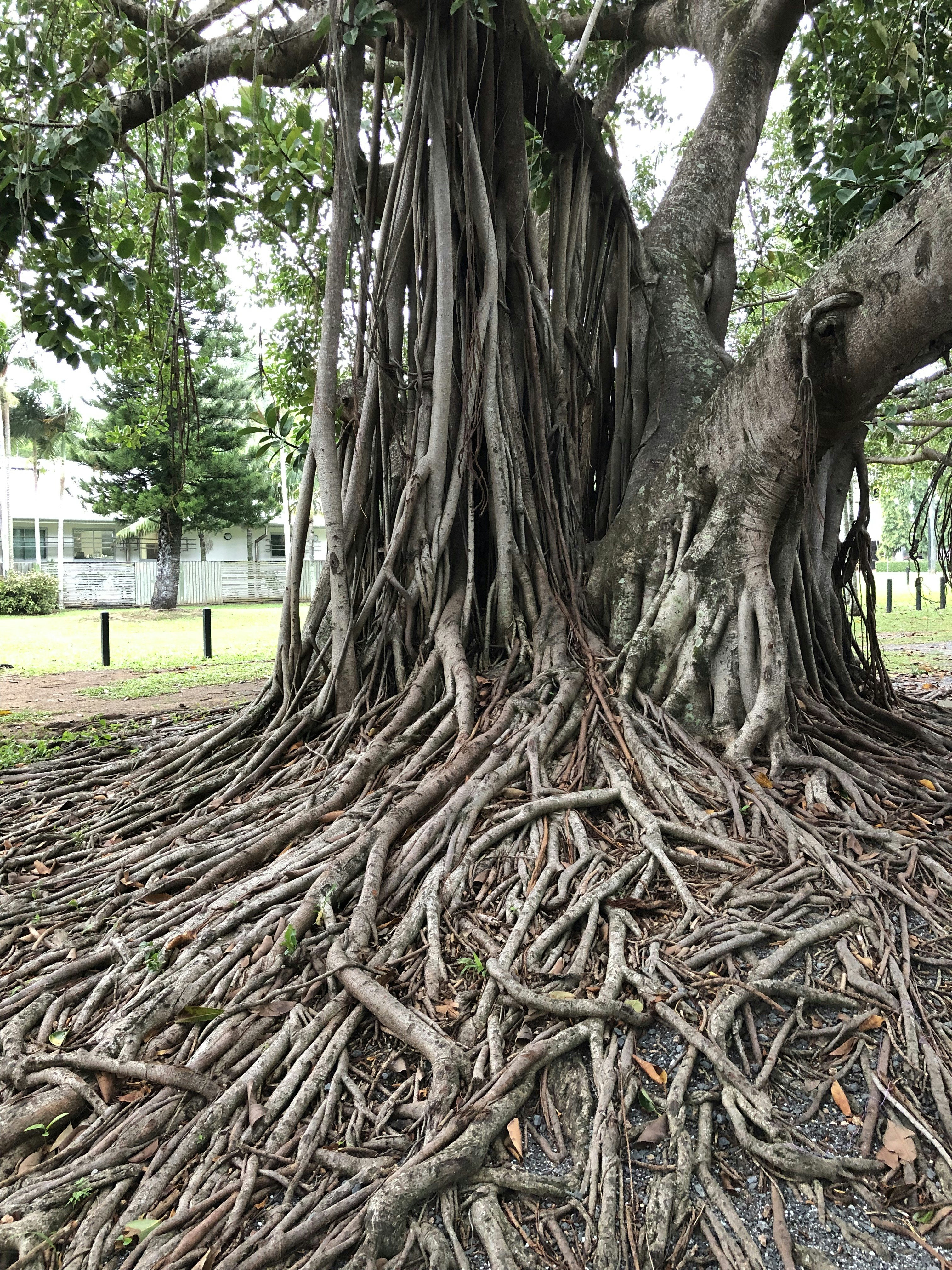 Foto Un árbol con muchas ramas – Imagen Puerto Douglas QLD gratis en ...