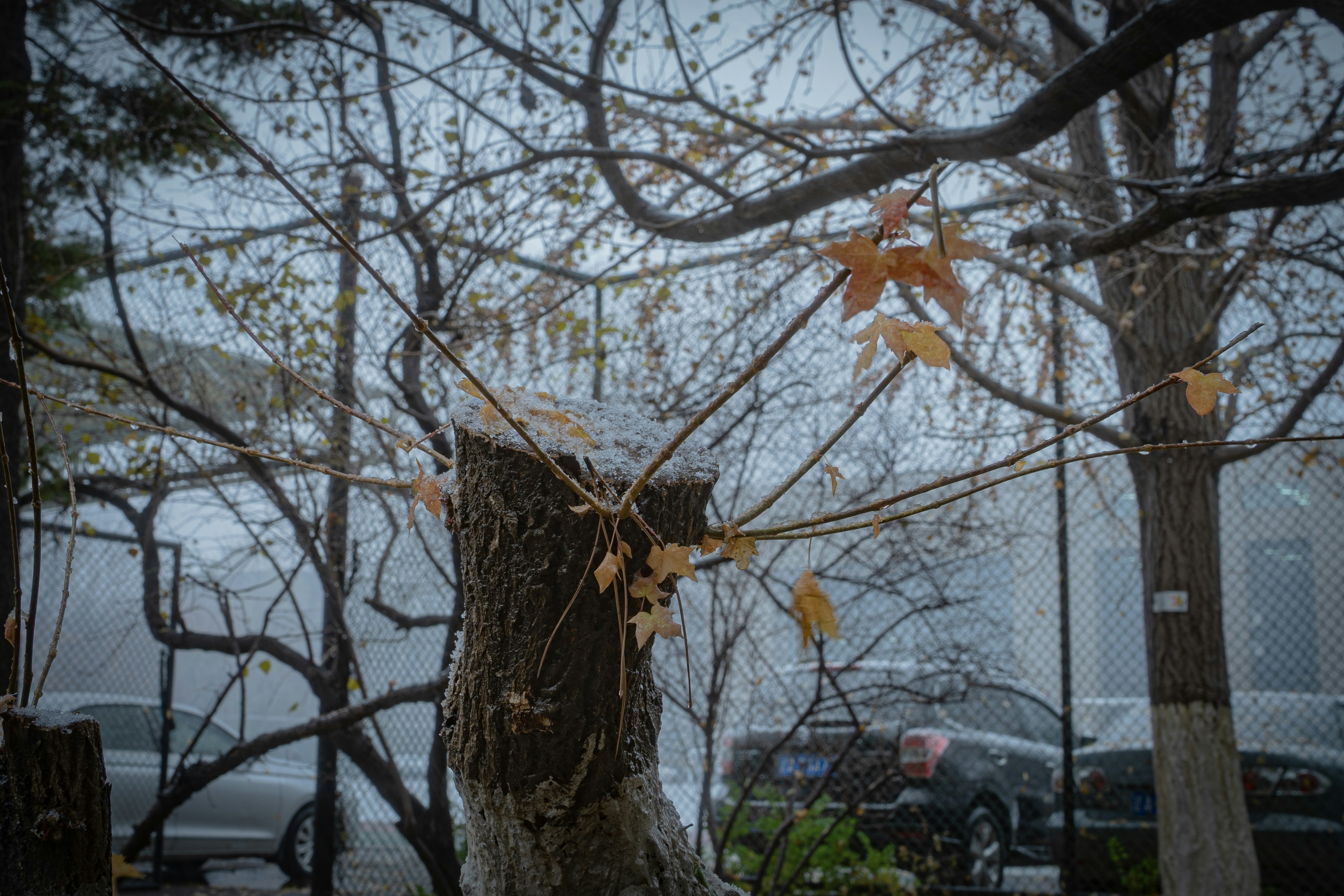 Winter Vigil: A Leafy Frame Through a Chain-Link Curtain