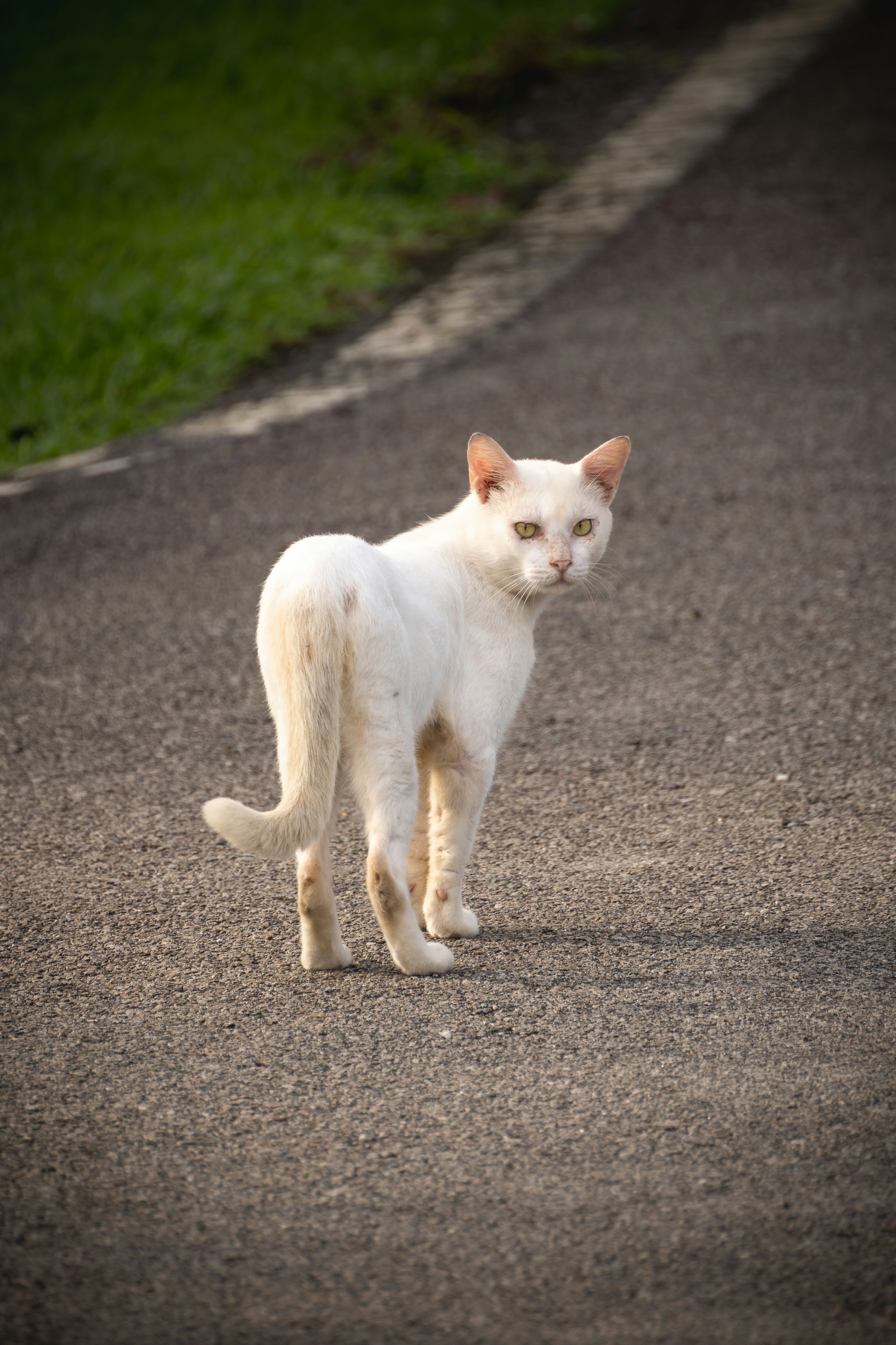 Sunlit Stroll: White Cat on a Quiet Asphalt Road Edge