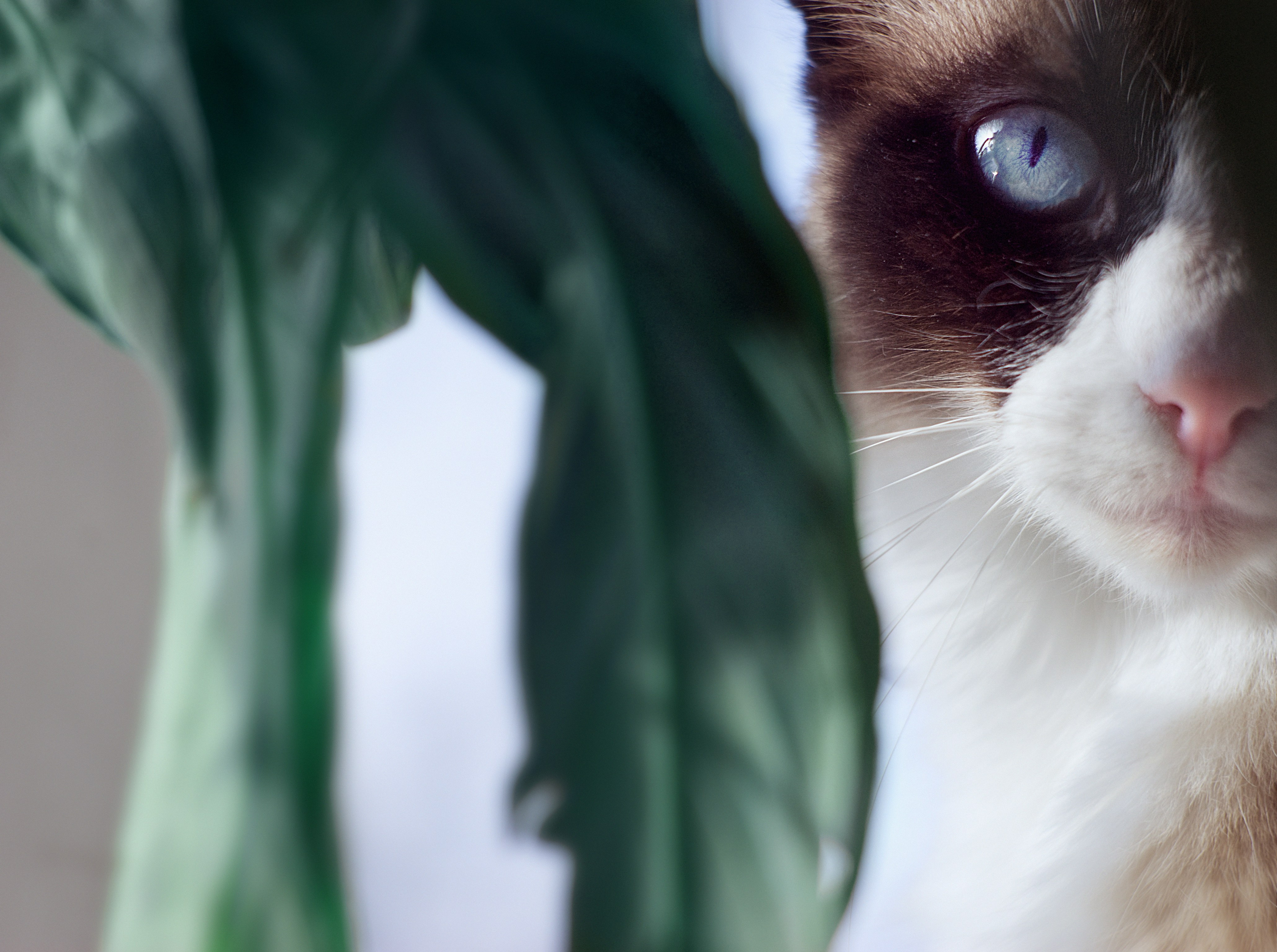 Cat peering through lush green leaves with one vivid blue eye in focus.