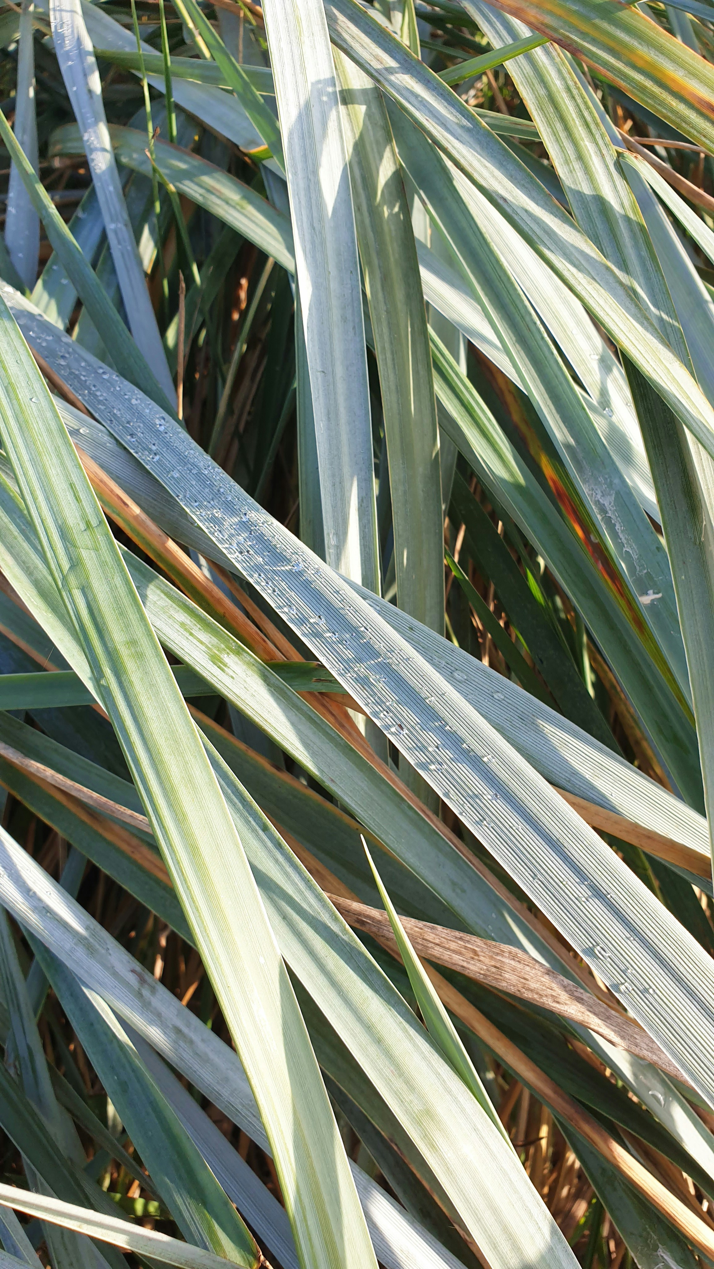 Sunlit Veins: Dew-Kissed Leaves in a Verdant Tangle