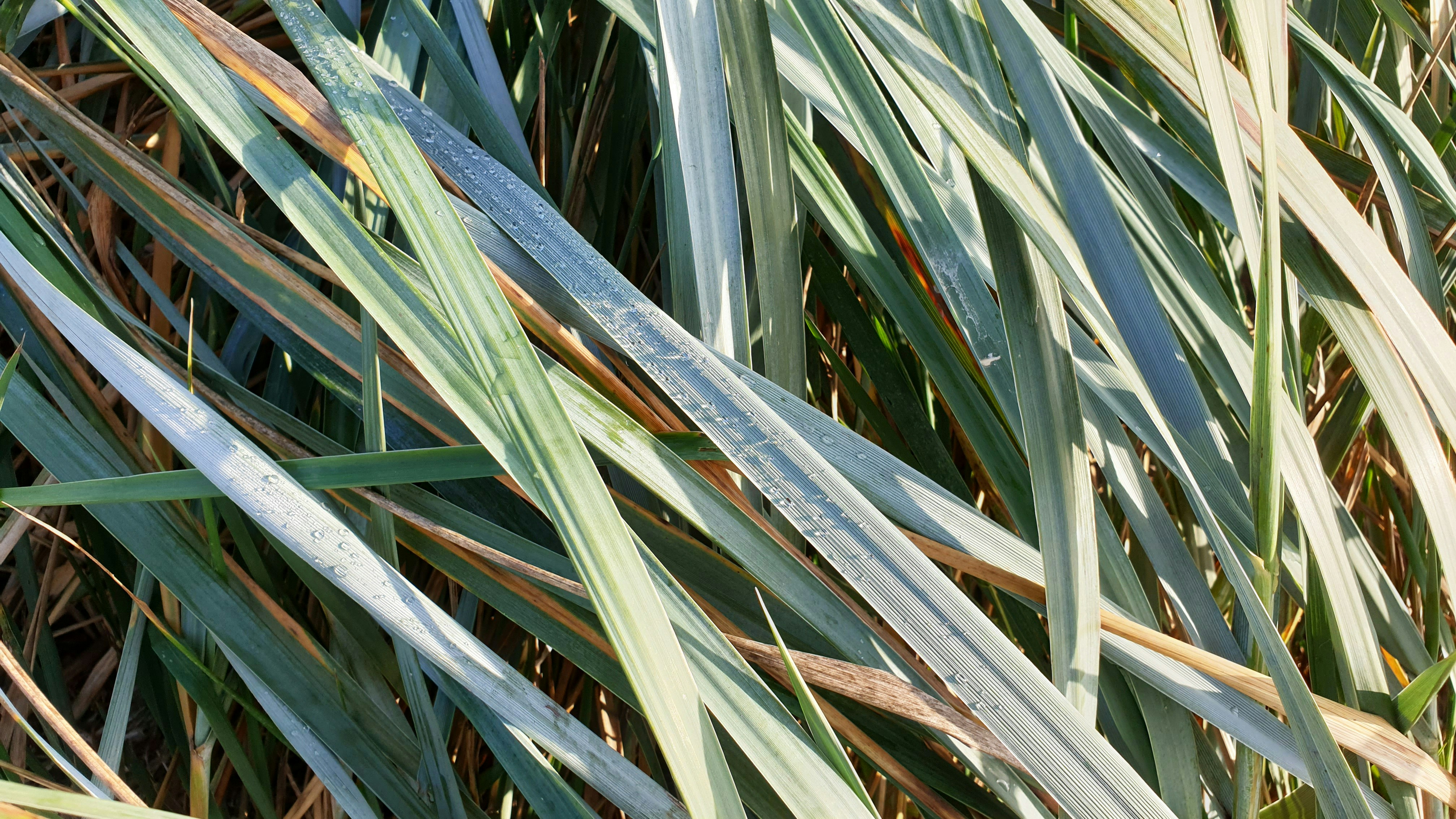 a close up of some leaves