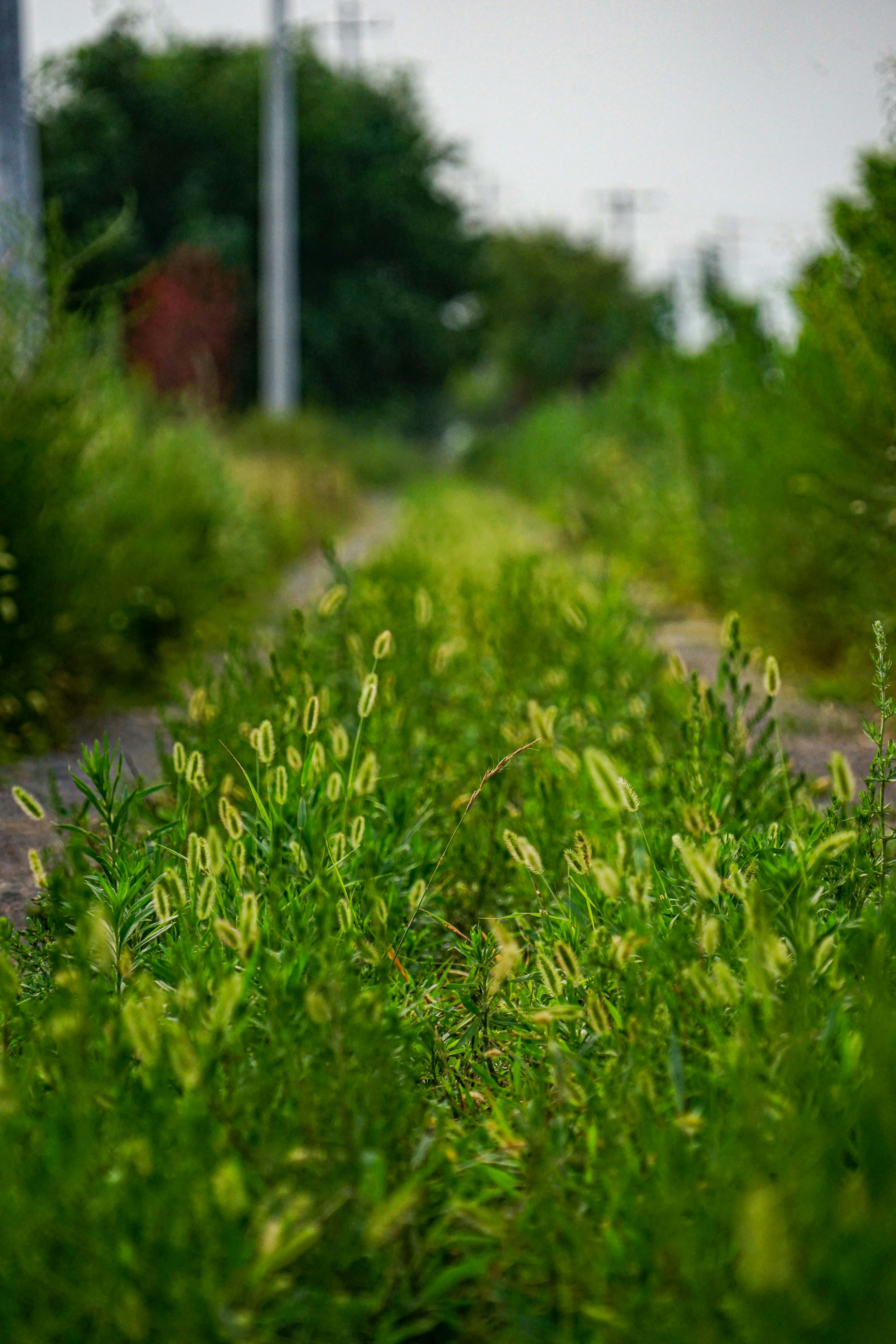 A close-up of some plants photo – Free Baoji Image on Unsplash