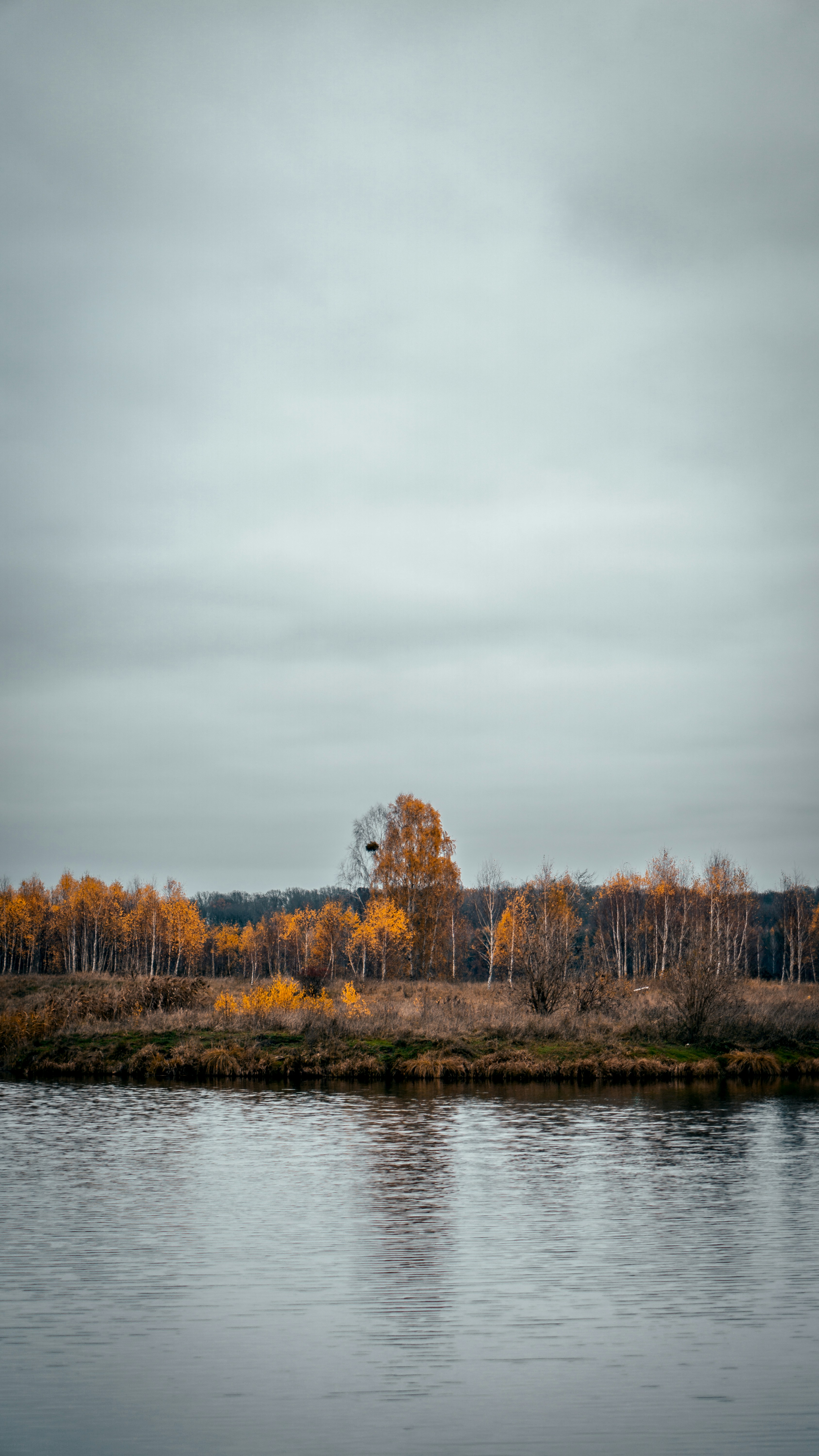 a body of water with trees around it